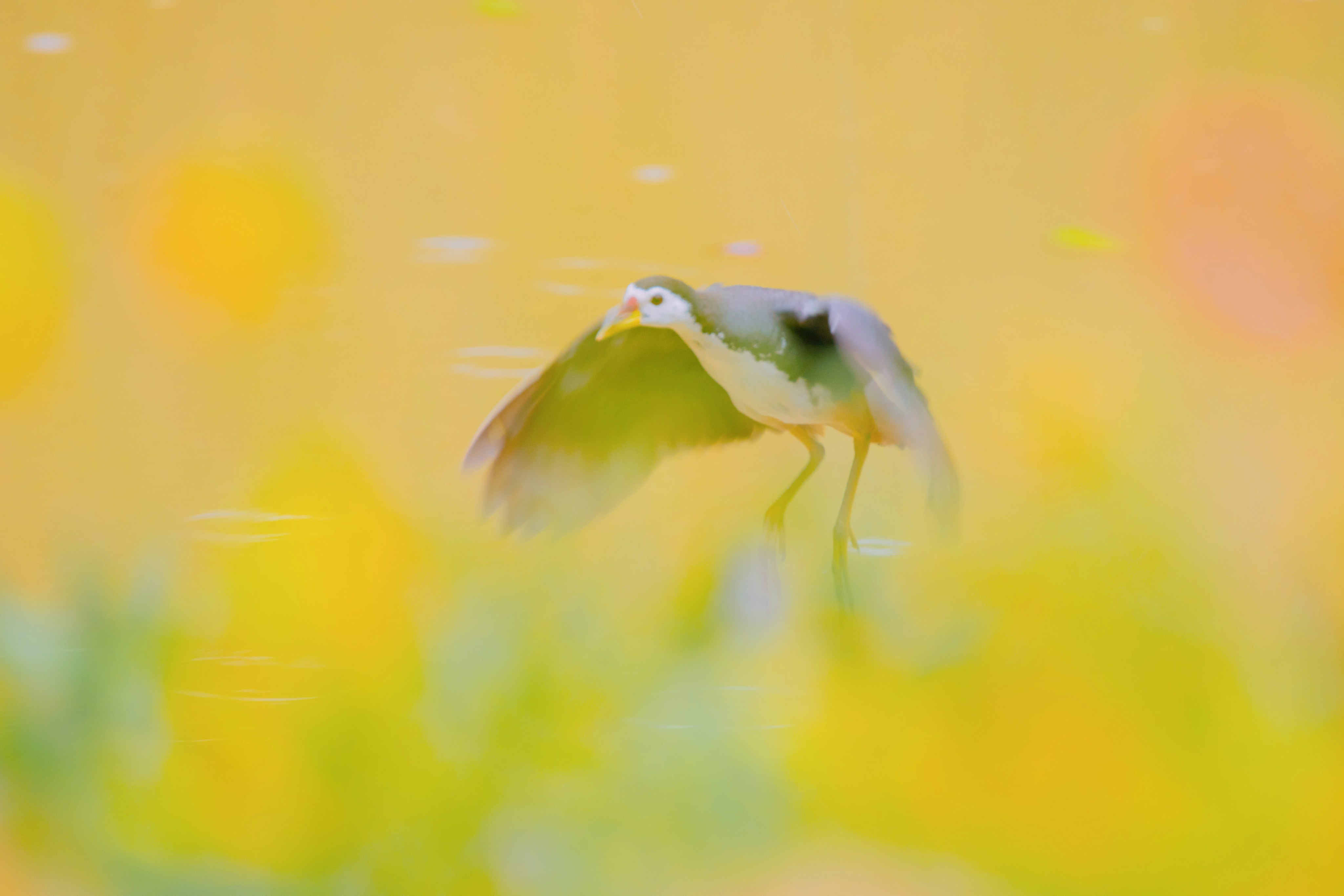 Soft-Flight Through a Meadow of Yellow Bloom