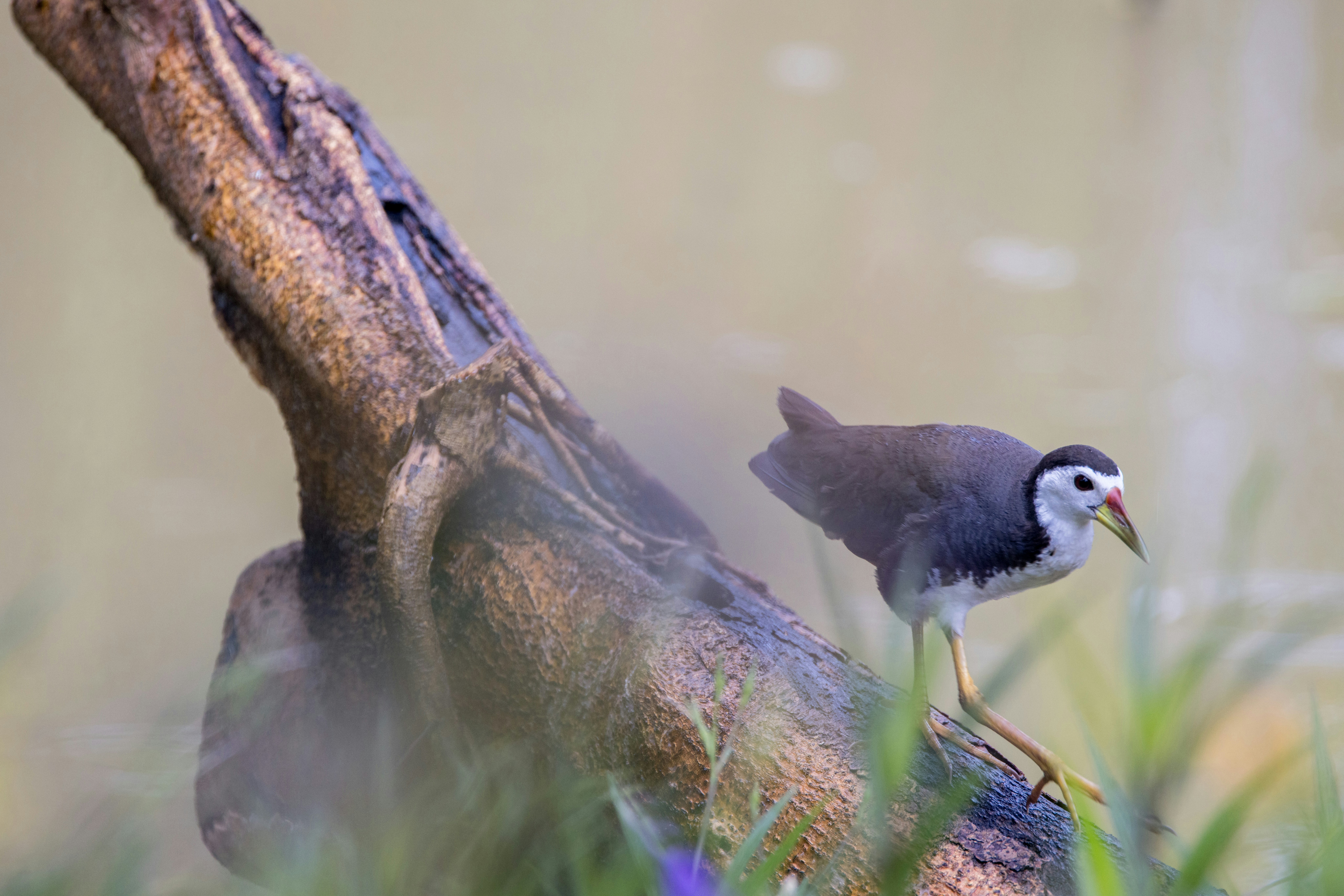 A small bird standing on a tree branch photo – Free Animal Image on ...