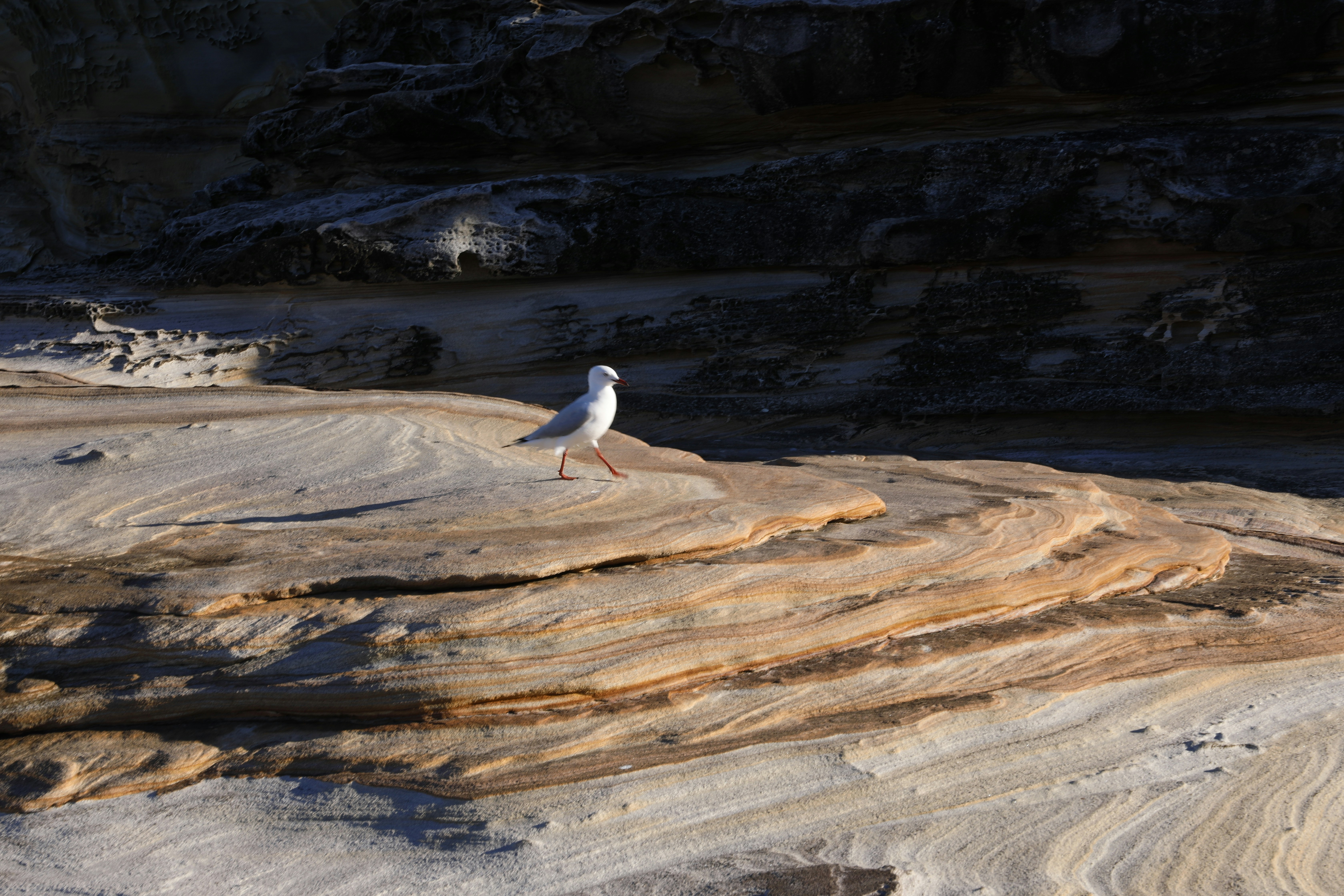 White Seabird on Layered Tide-Sculpted Rocks at Harbor Edge