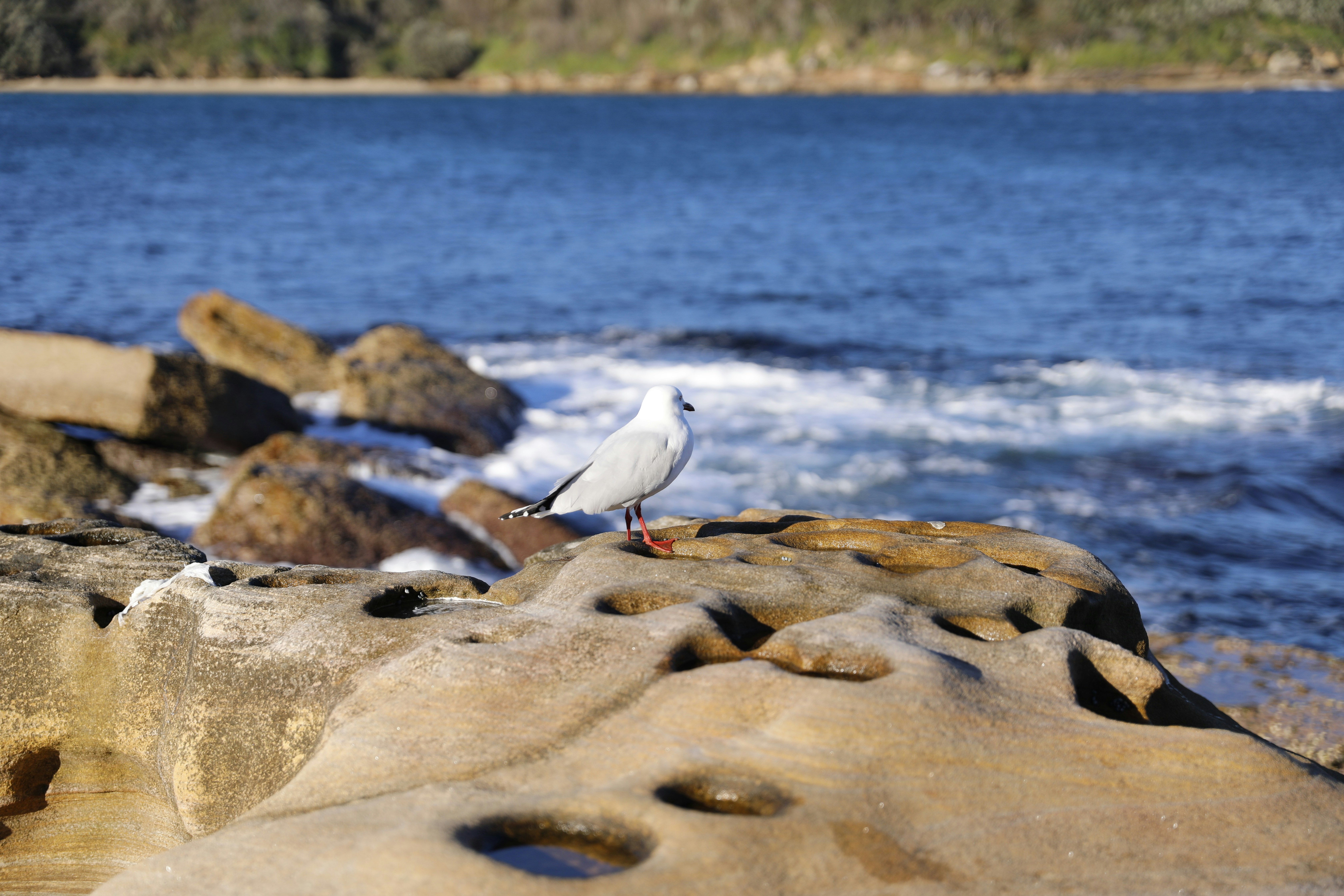 Perch of the White Gull: Weathered Stone Against Quiet Blue