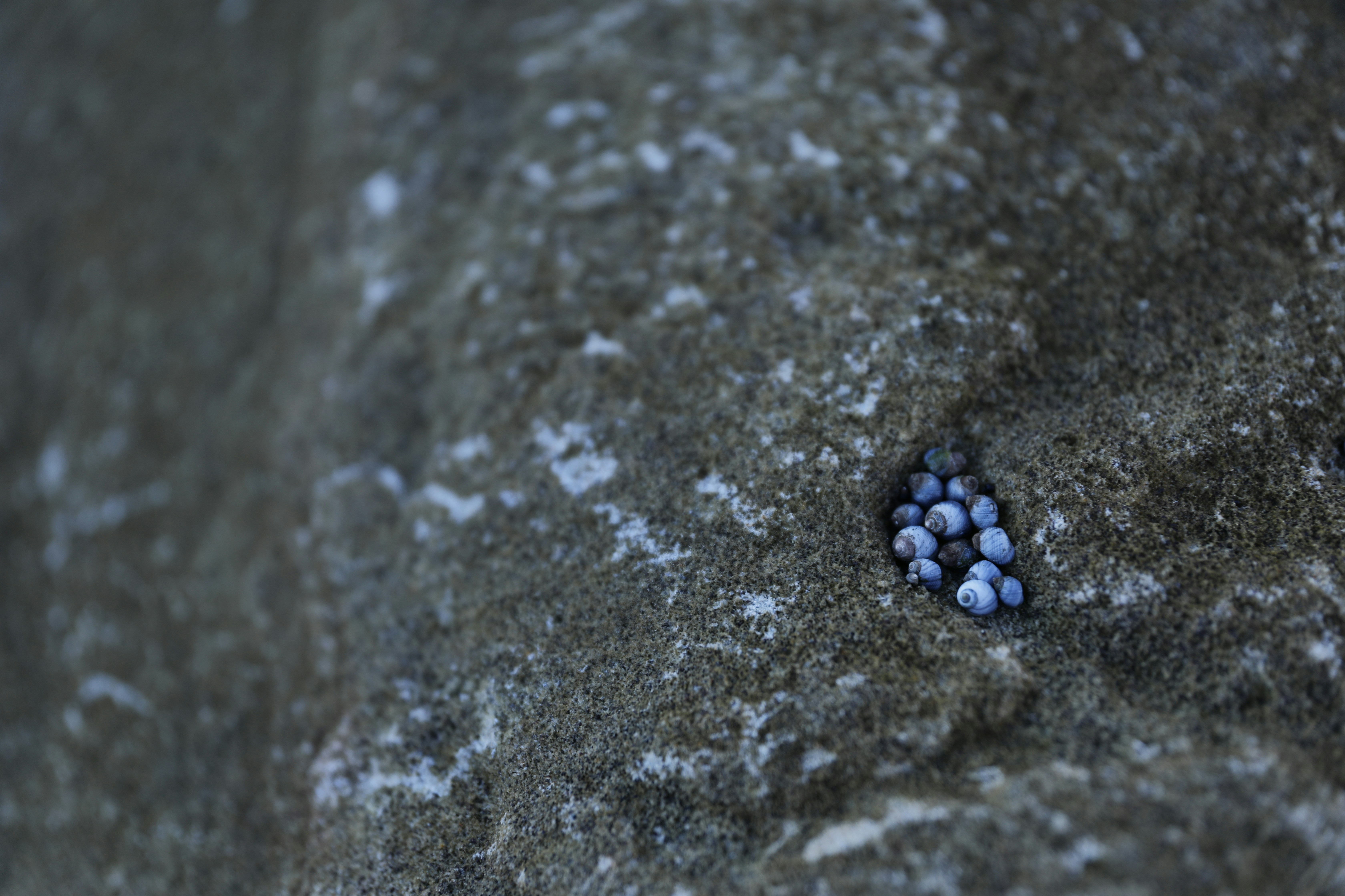 Blueberry Niche: A Quiet Cluster in Weathered Stone