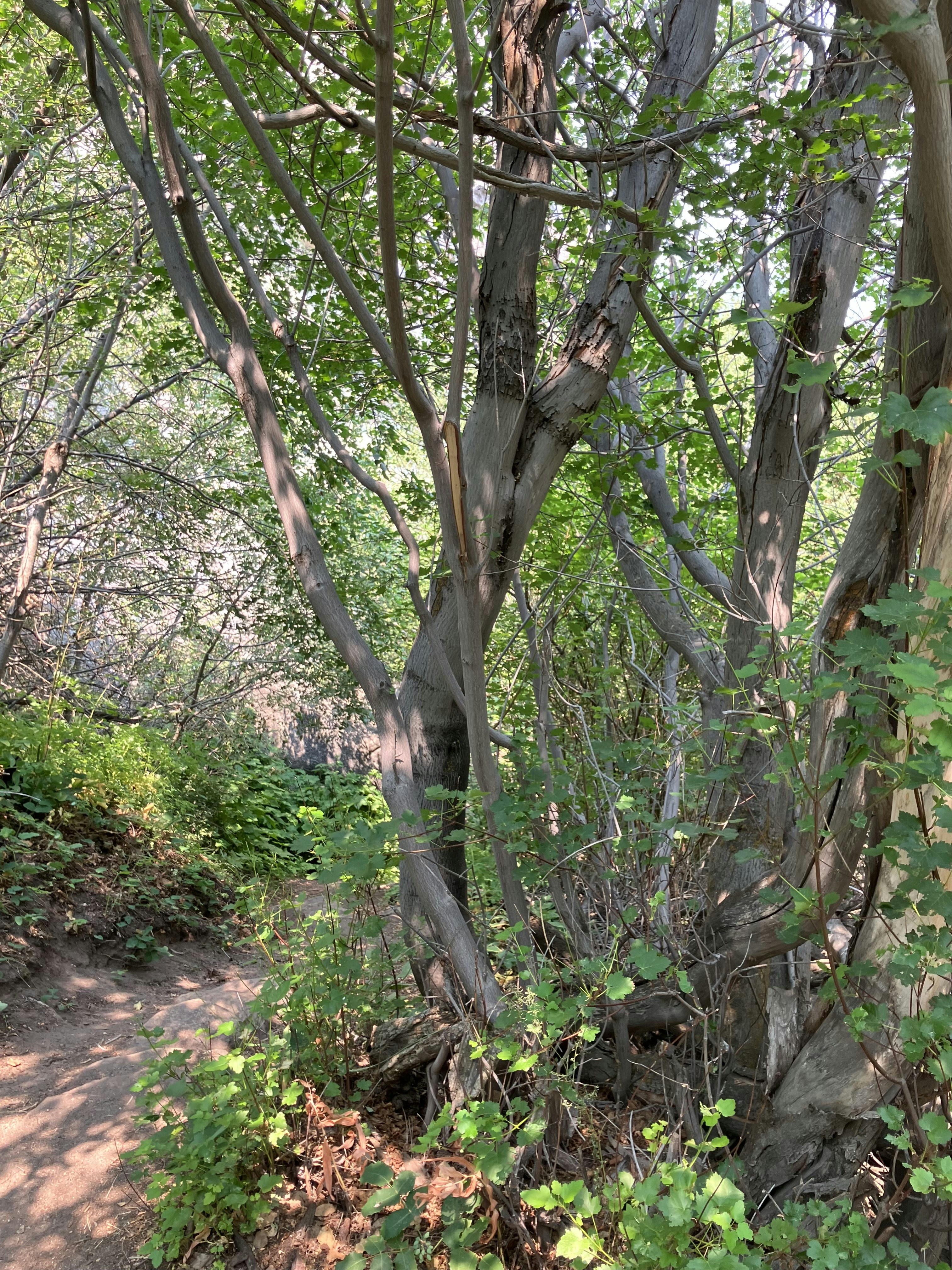 A path through a forest with lots of trees photo – Free Forest Image on ...