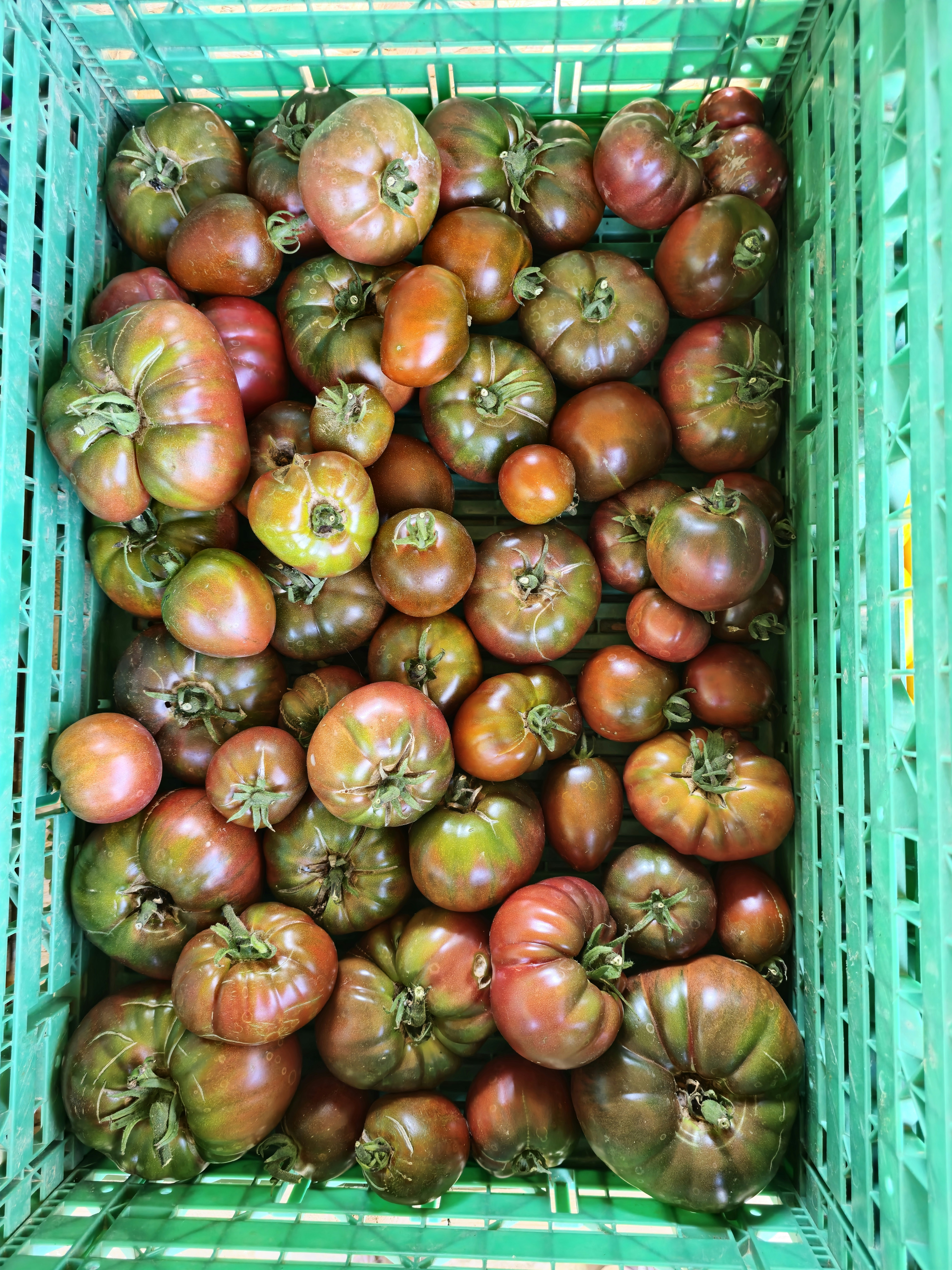 A green crate filled with lots of tomatoes photo – Free Mirande Image ...