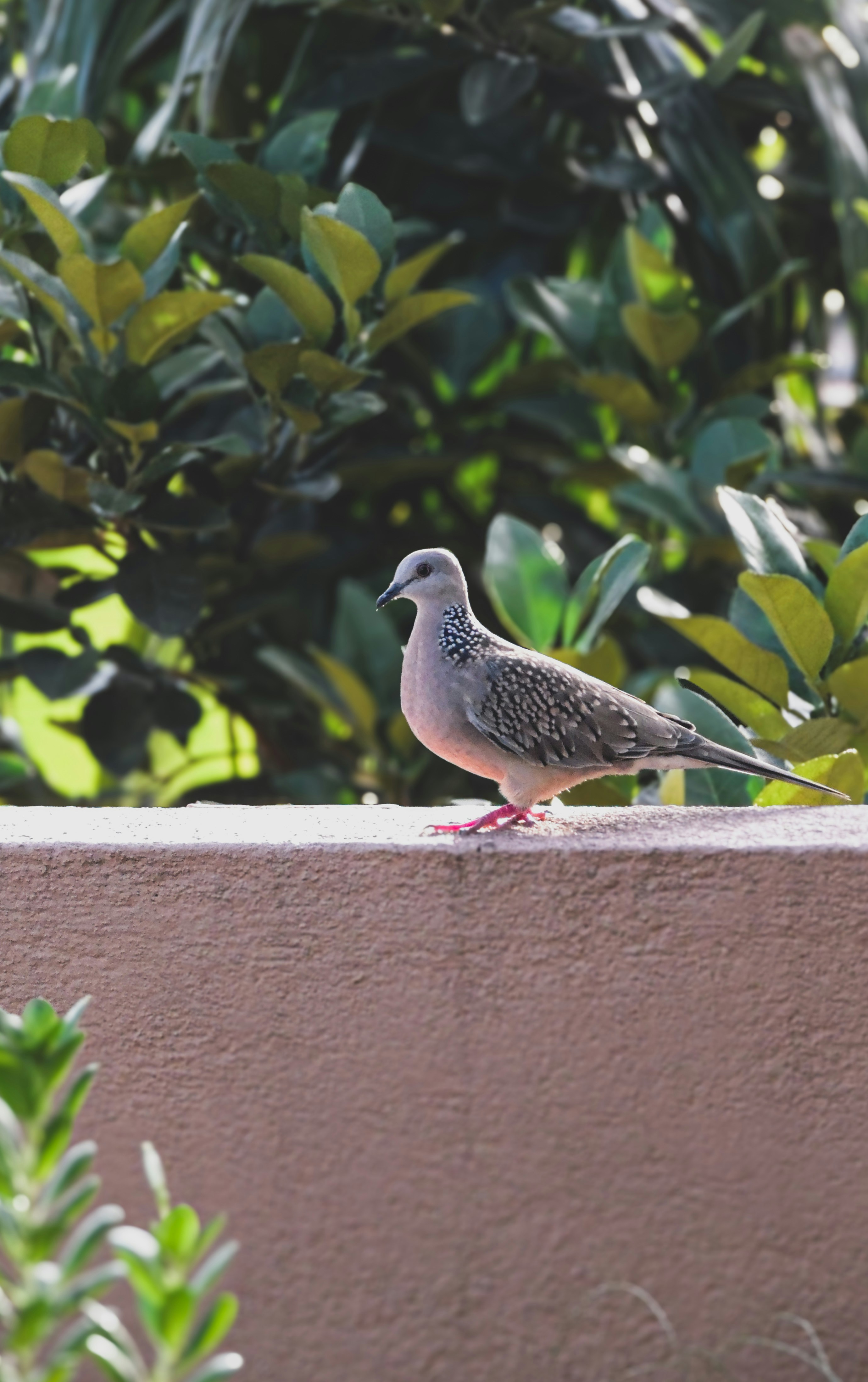 Perched in the sun: pigeon on a garden wall framed by lush foliage
