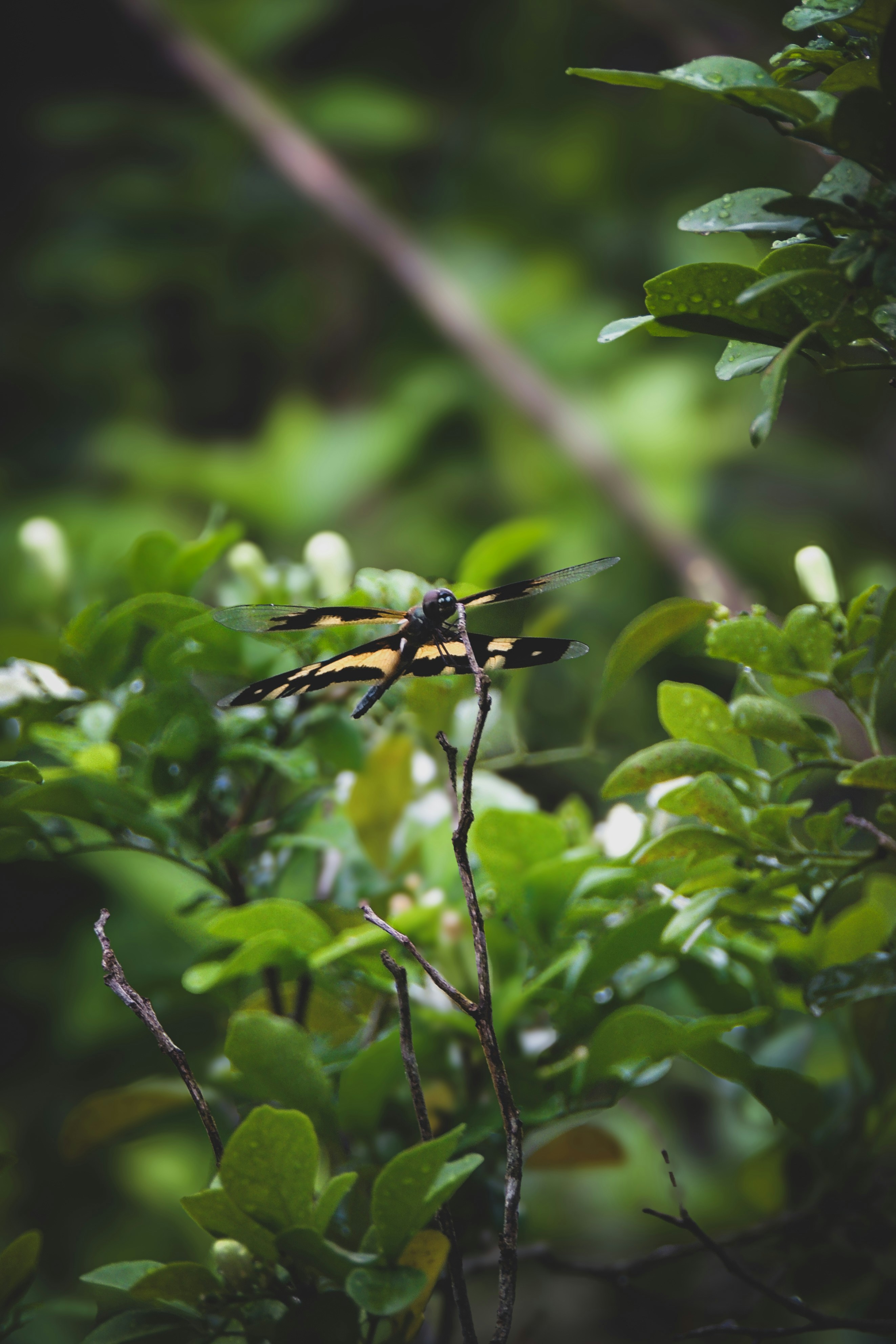 Photo by Monoswita Palchowdhury with Nikon Coolpix P510