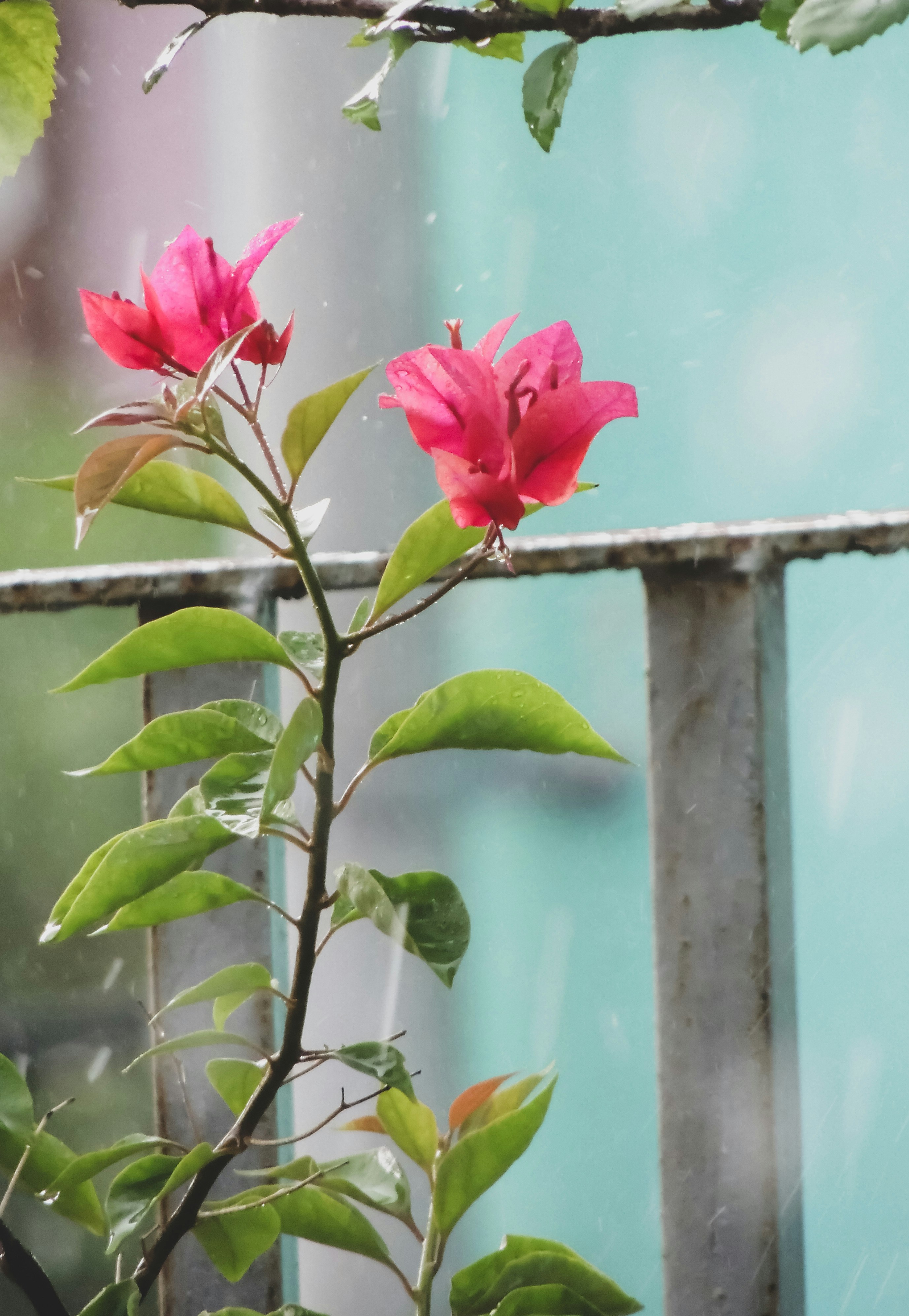 Two pink flowers rise beside a weathered railing, with falling droplets and a softly blurred turquoise backdrop.