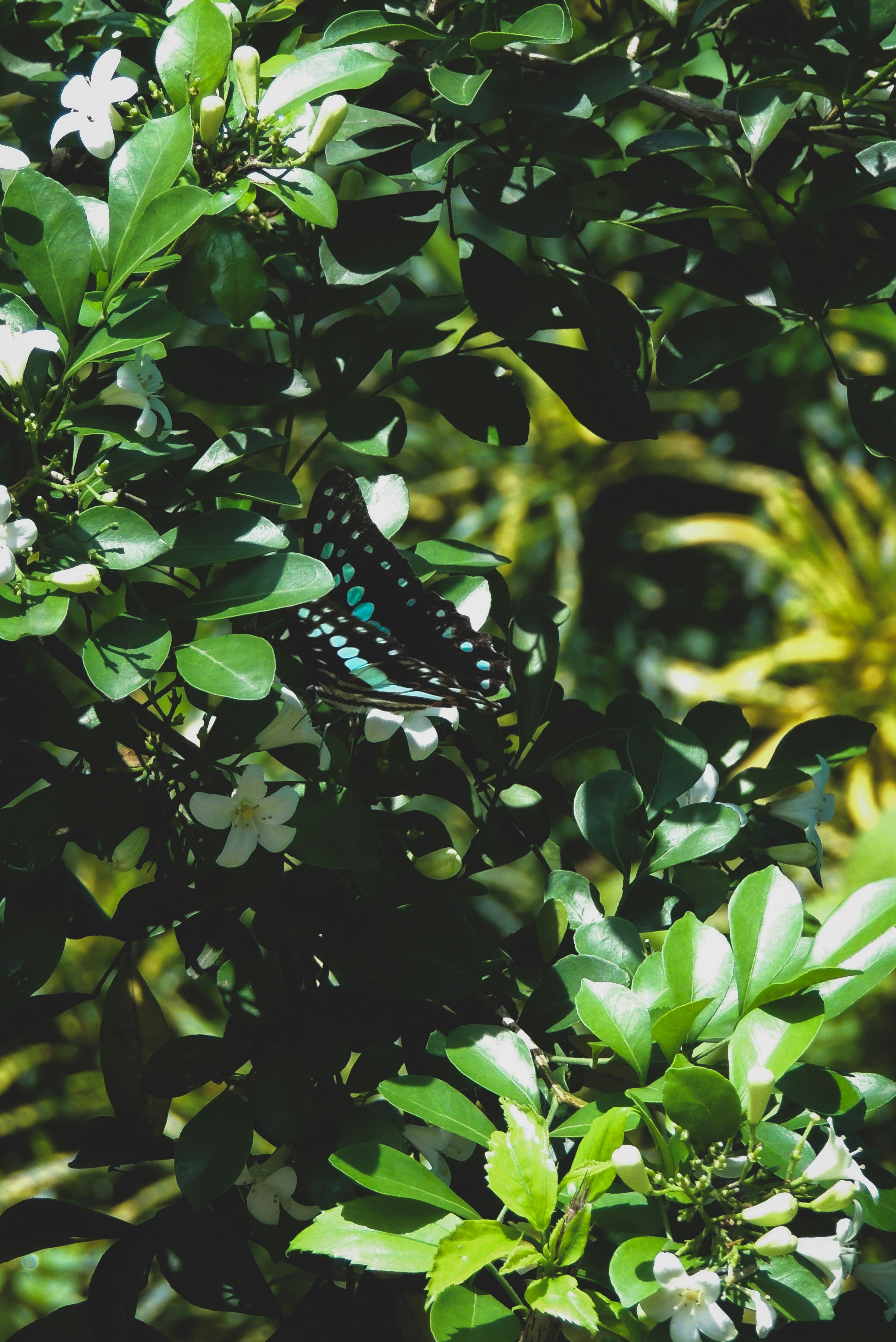 Blue-spot Butterfly Among Glossy Green Foliage and White Blossoms