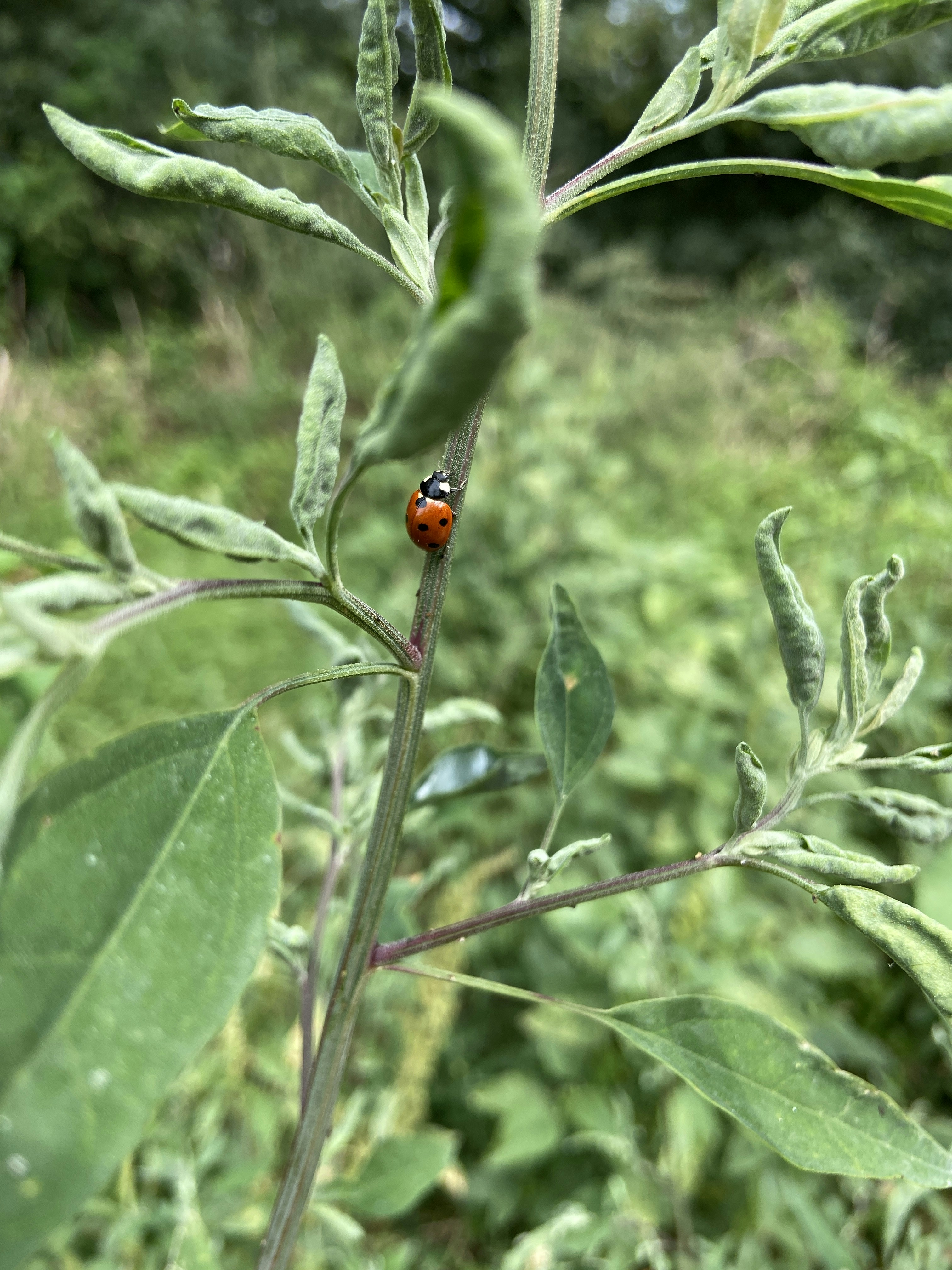 Scarlet Ladybug on a Slim Stem: A Micro Moment in the Meadow