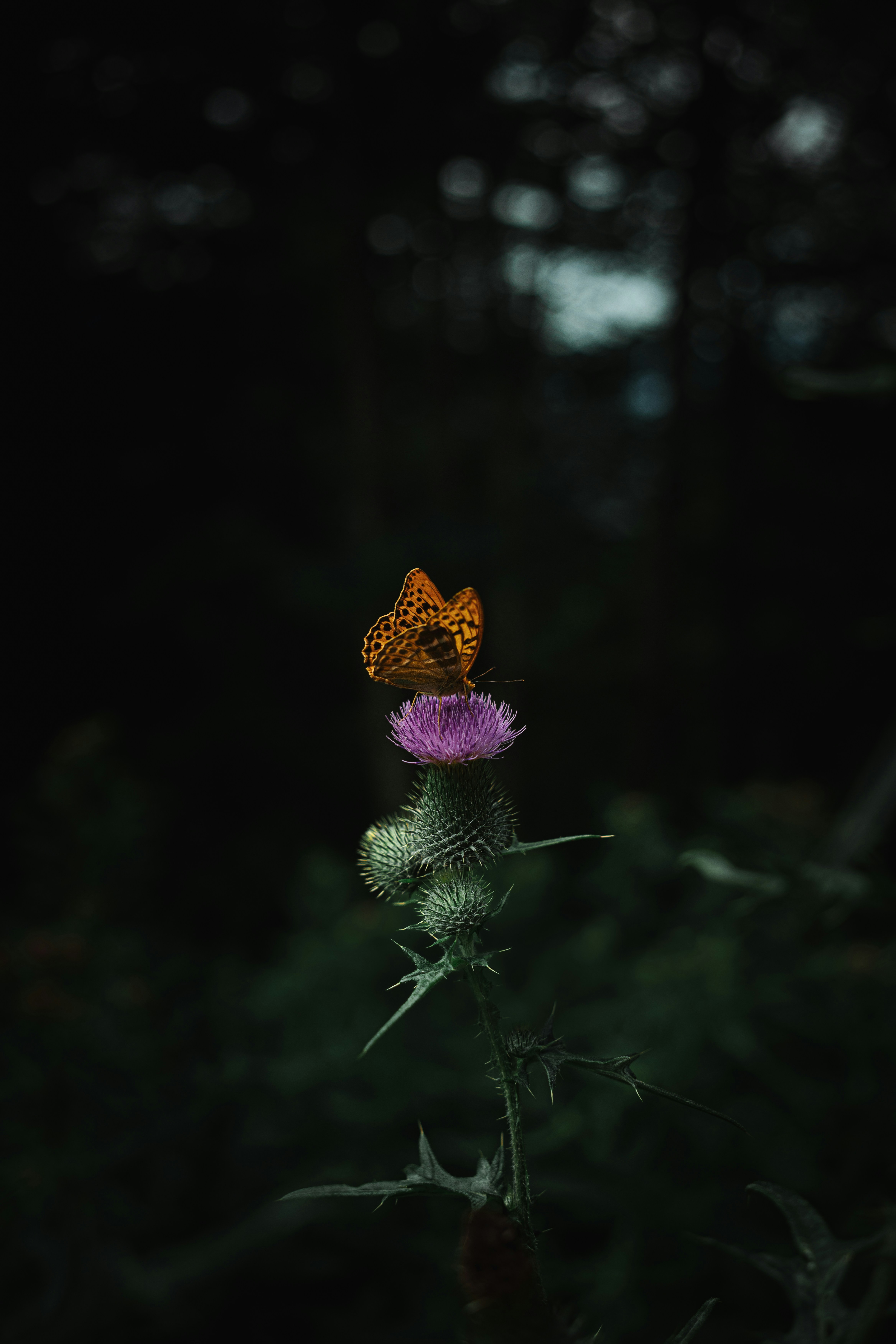 Photo by Alex Beauchamp with Sony Alpha 7 IV