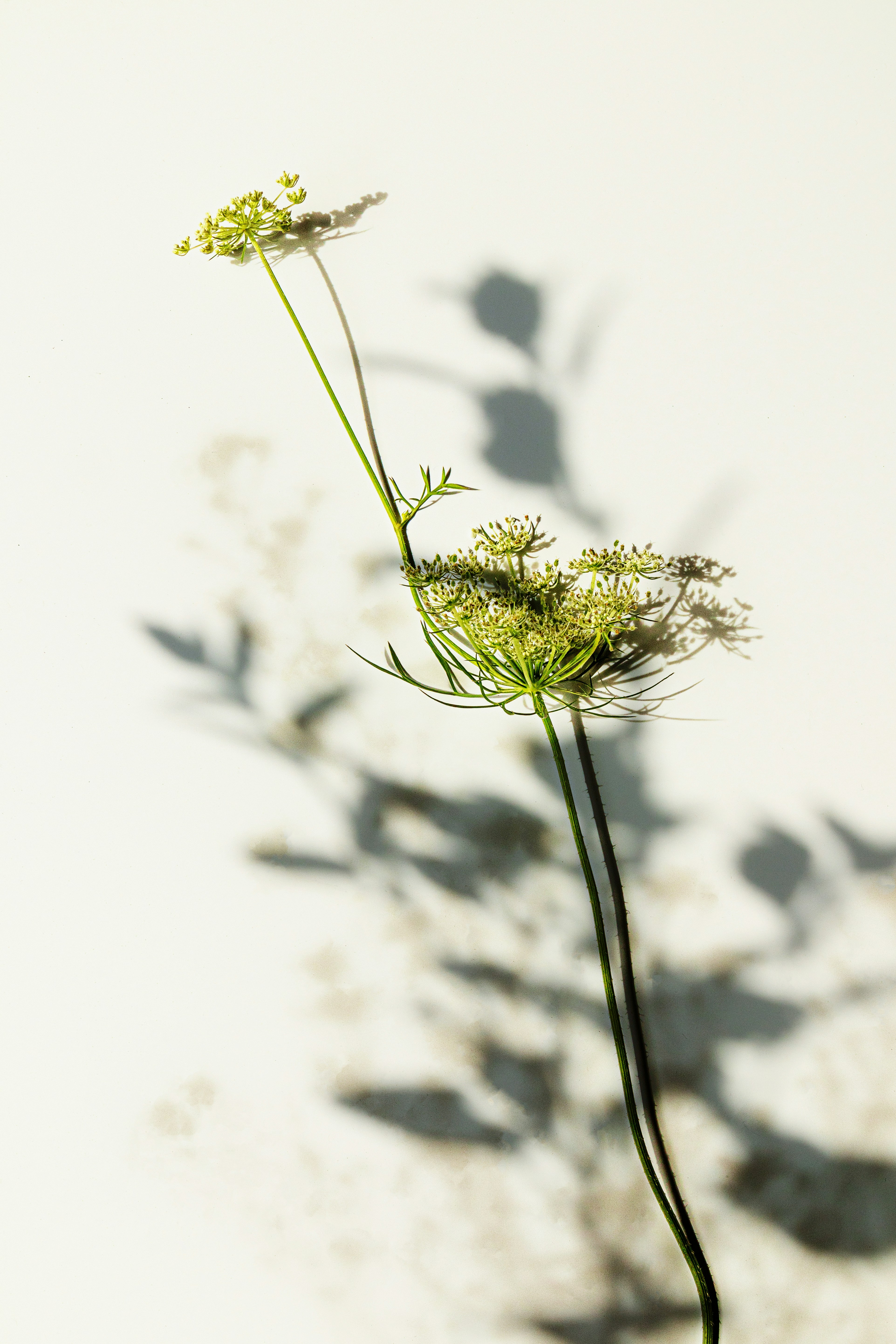 A plant casting a shadow on a white wall photo – Free Flower Image on ...