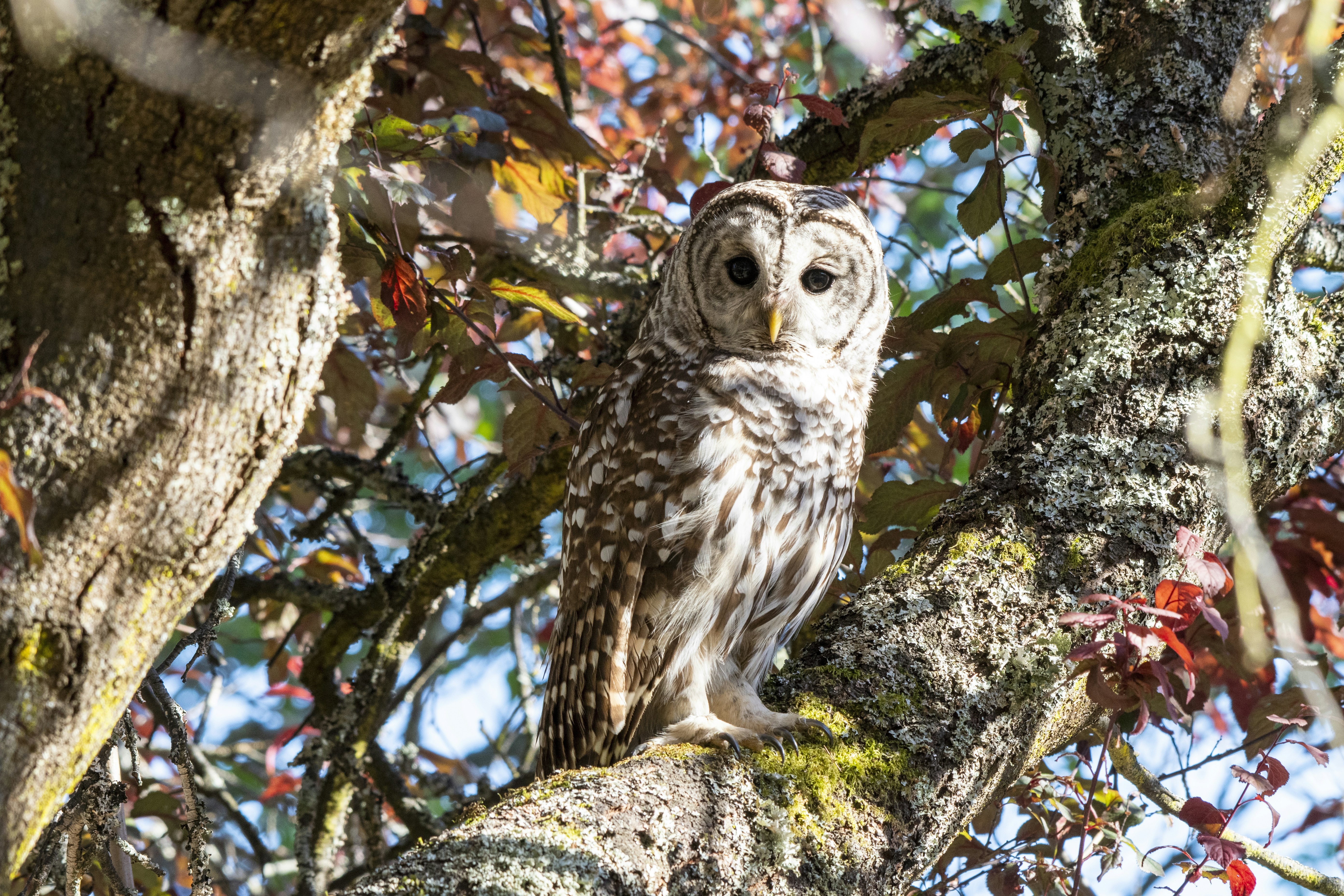 An adult barred owl perched in a tree looks towards the camera.