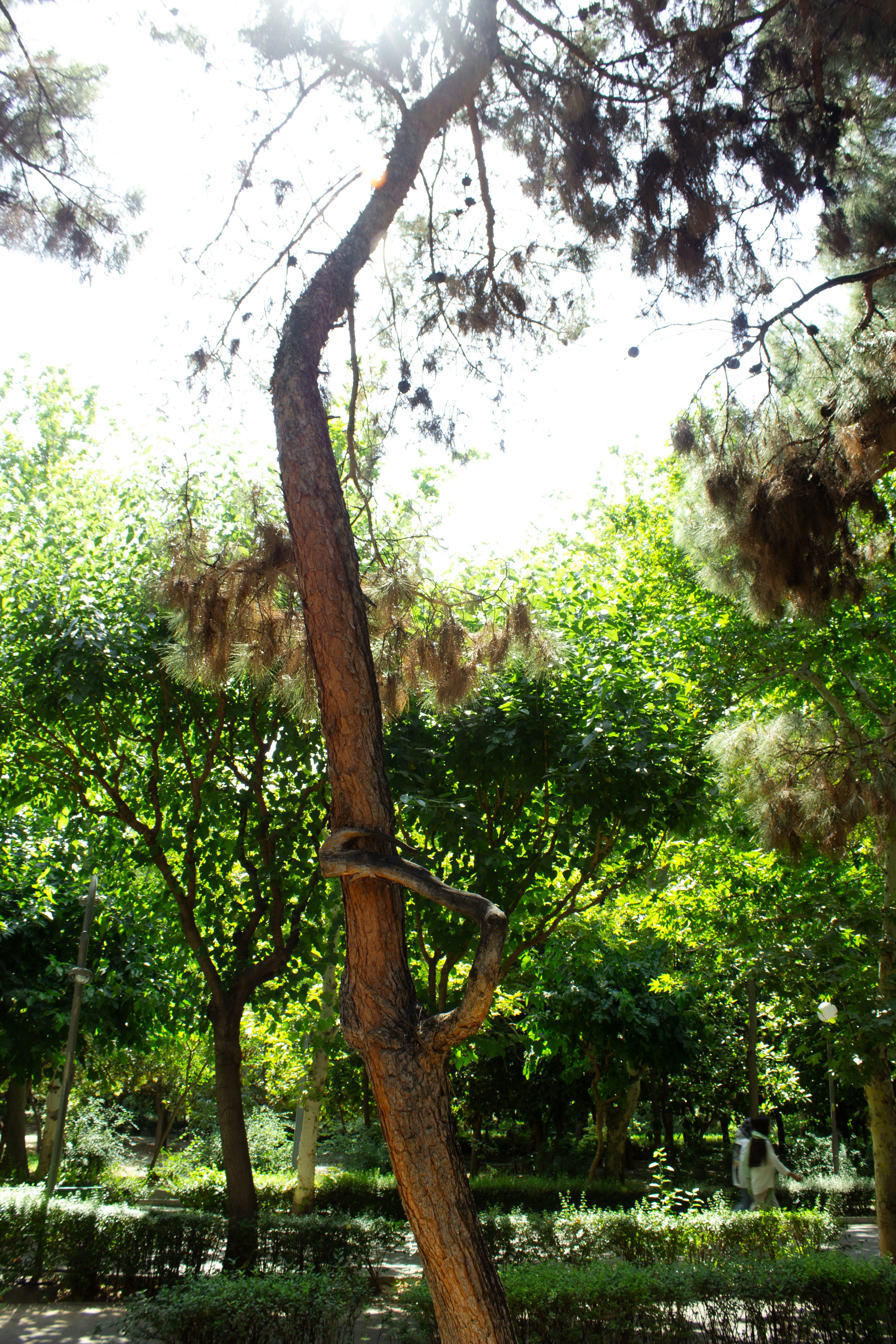 A tree with a rope hanging from it's trunk photo – Free Tree ...