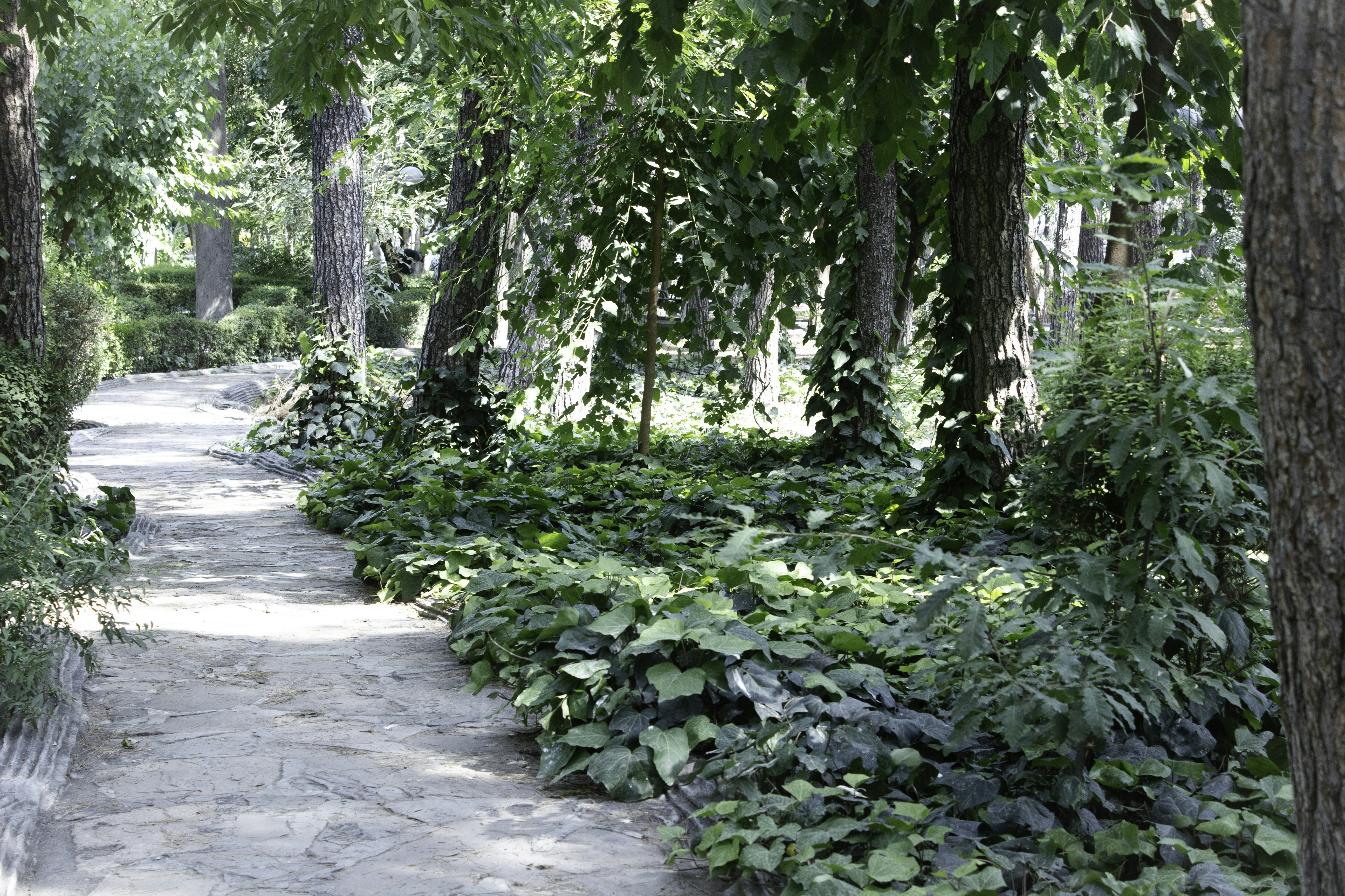 Shaded forest trail bordered by lush greenery and tall trees.