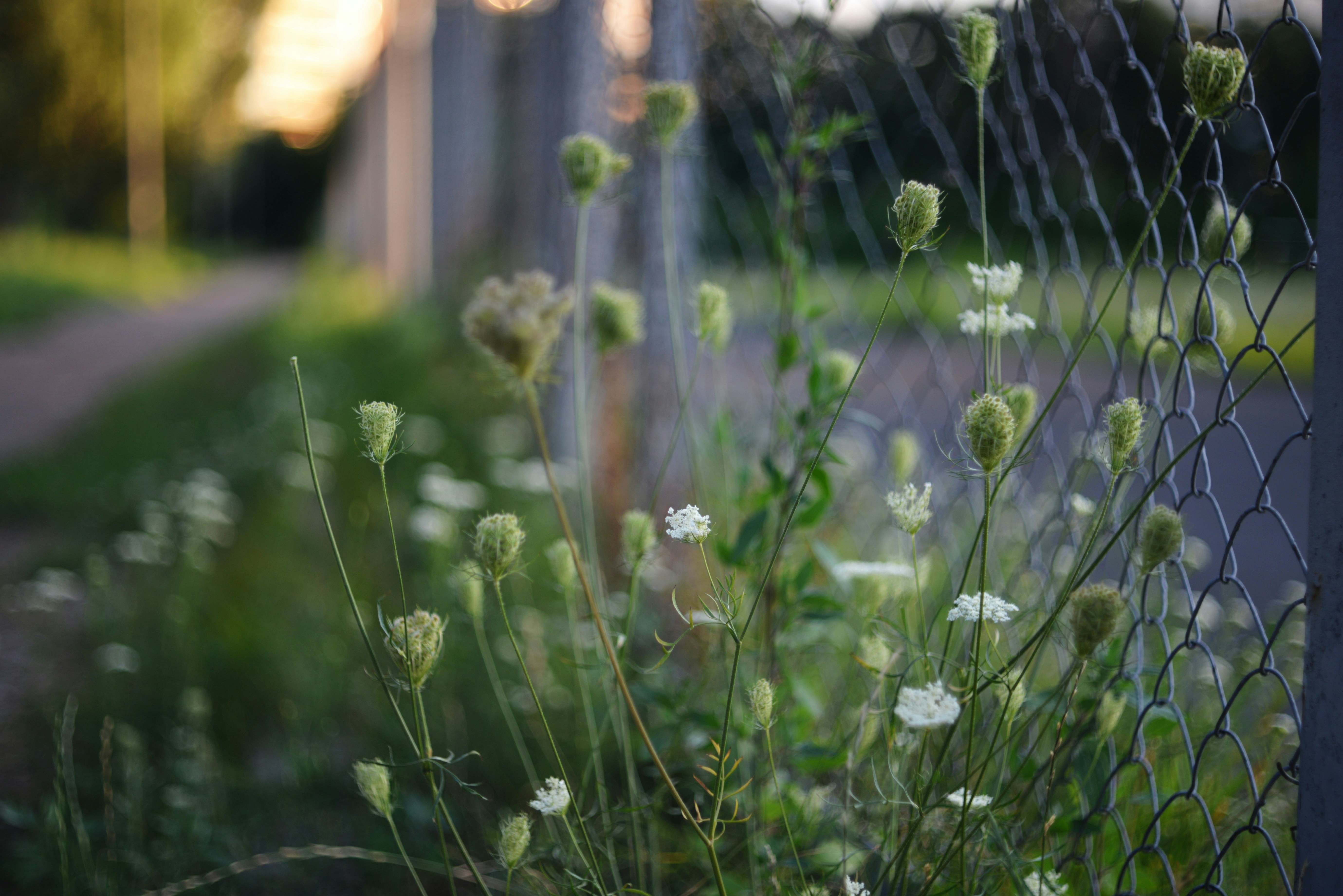 A fence with a bunch of flowers behind it photo – Free Flowers Image on ...