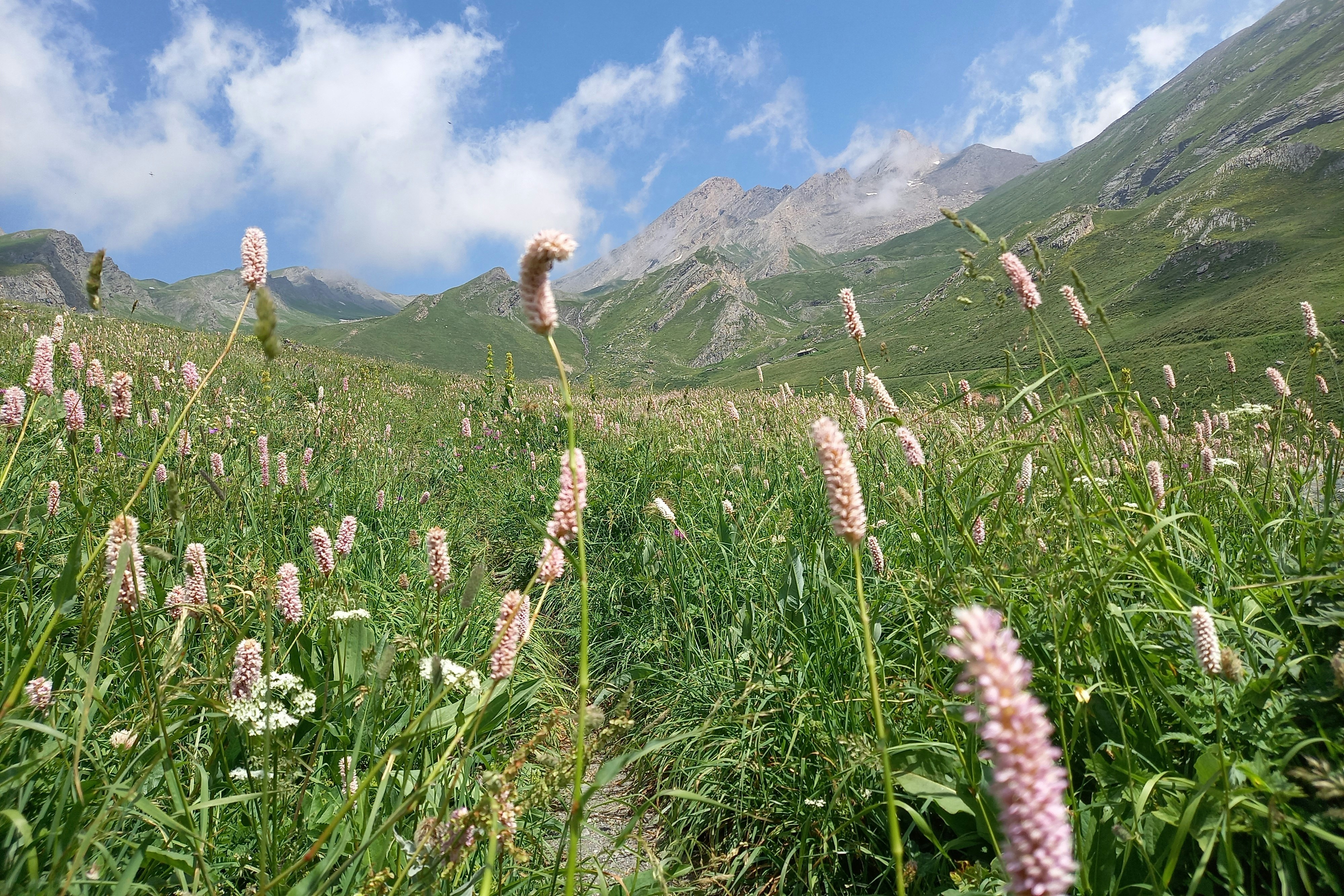 Wildflowers in an alpine meadow with distant mountains under a blue sky.