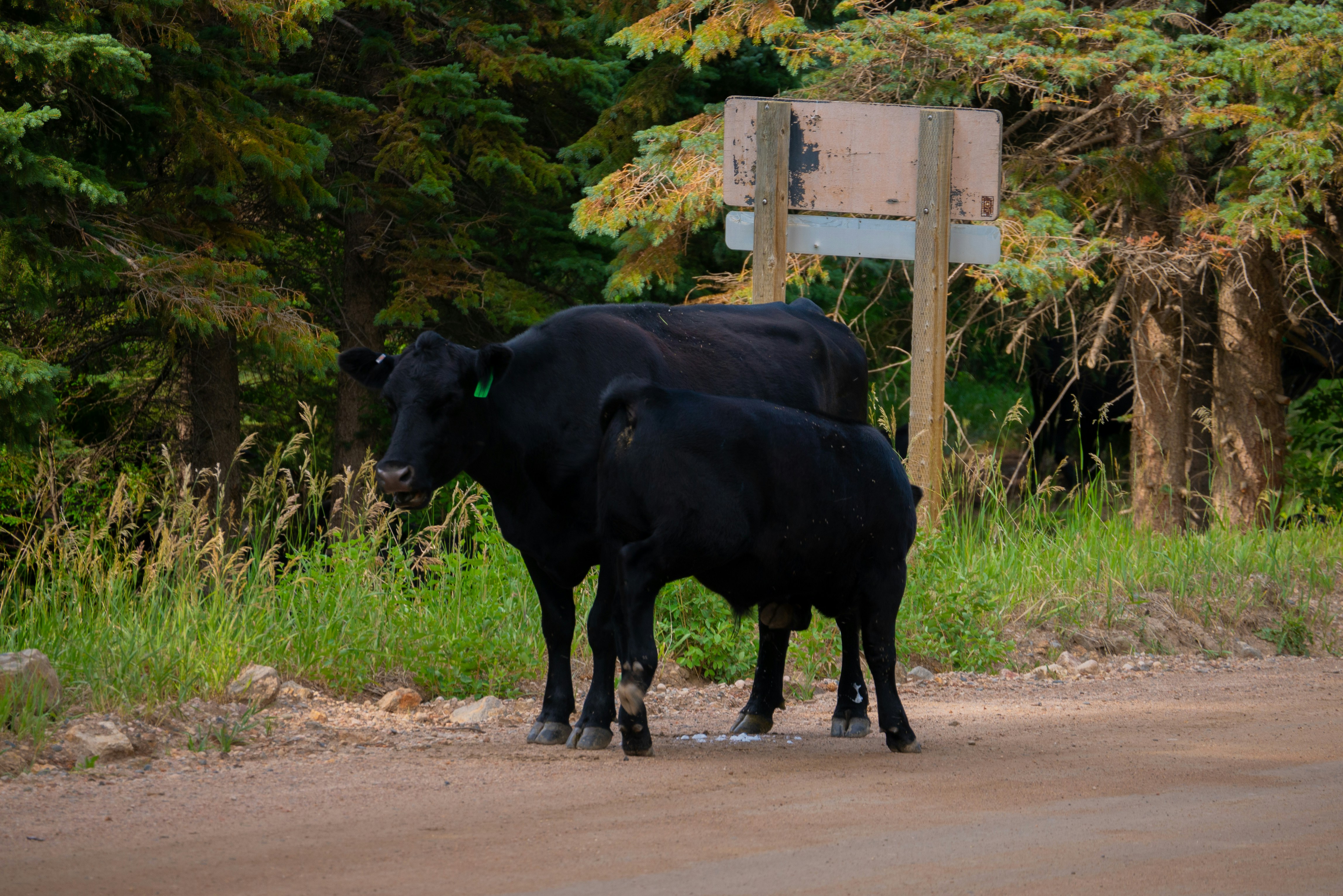 Gambar Memerah Susu Sapi | Unduh Gambar Gratis di Unsplash
