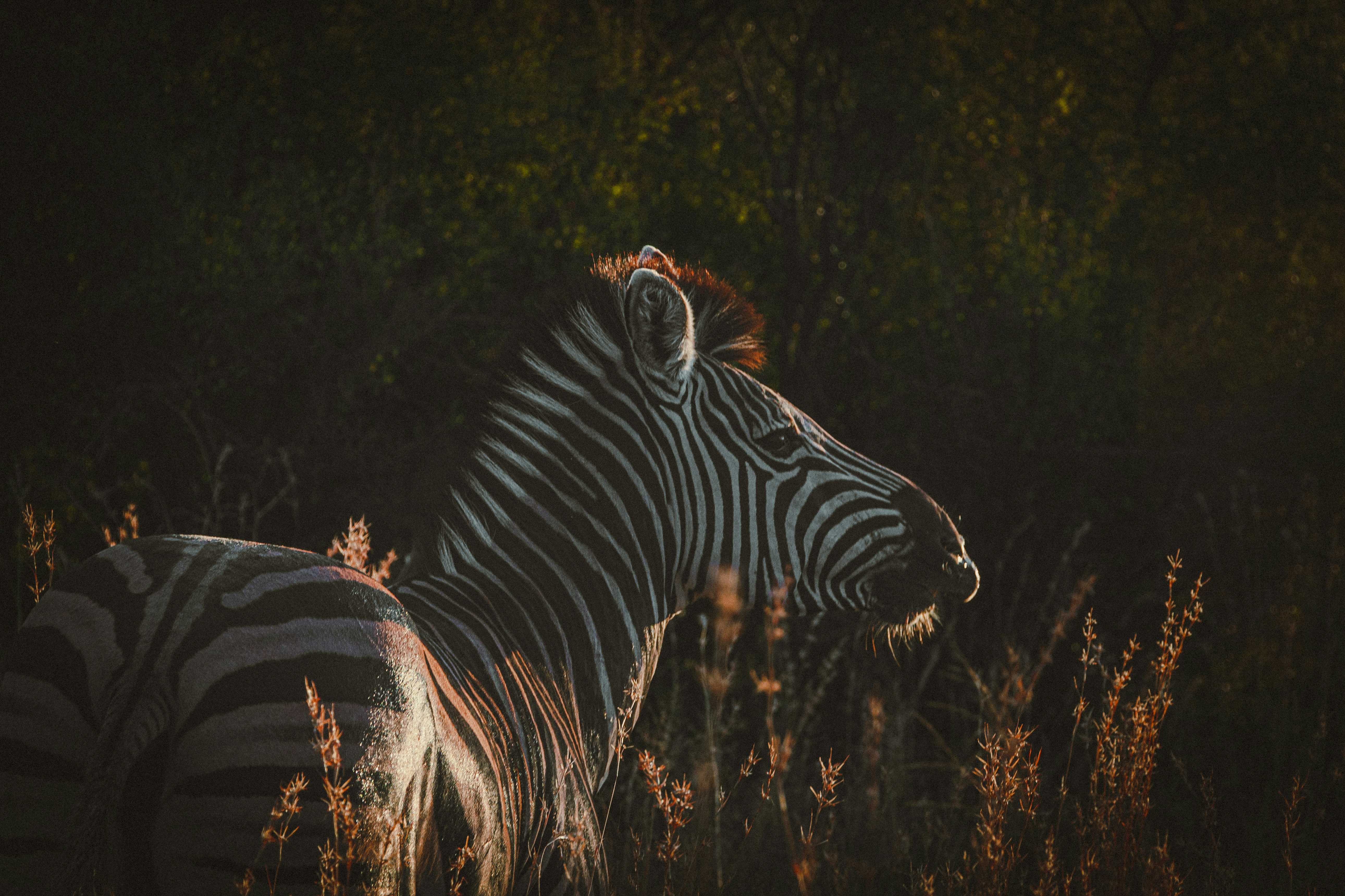 Dusk-Backlit Zebra: Silhouette Among Golden Grasses