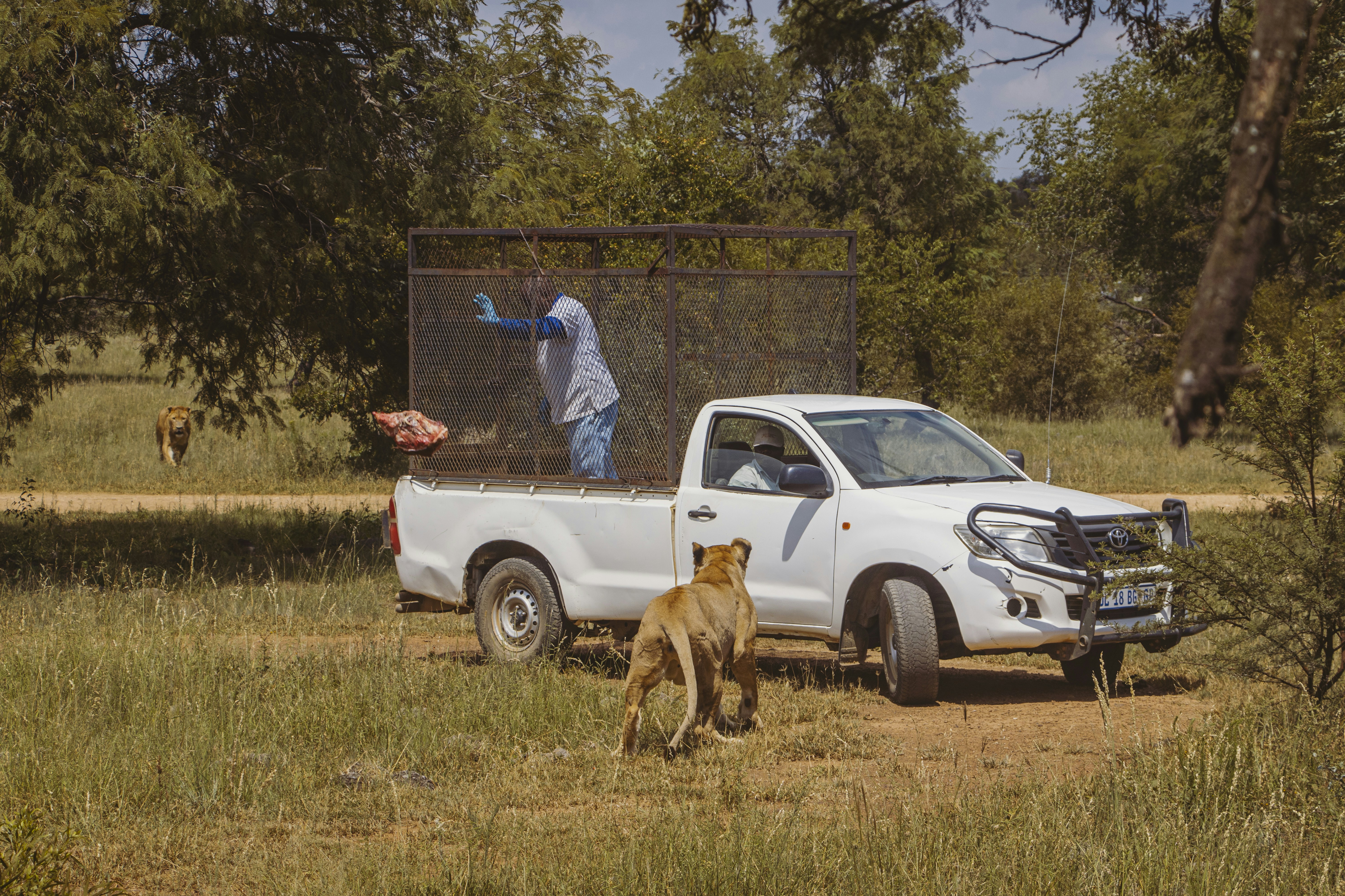 Dusty Field Portrait: Canine Foreground, Marksman Behind the Pickup