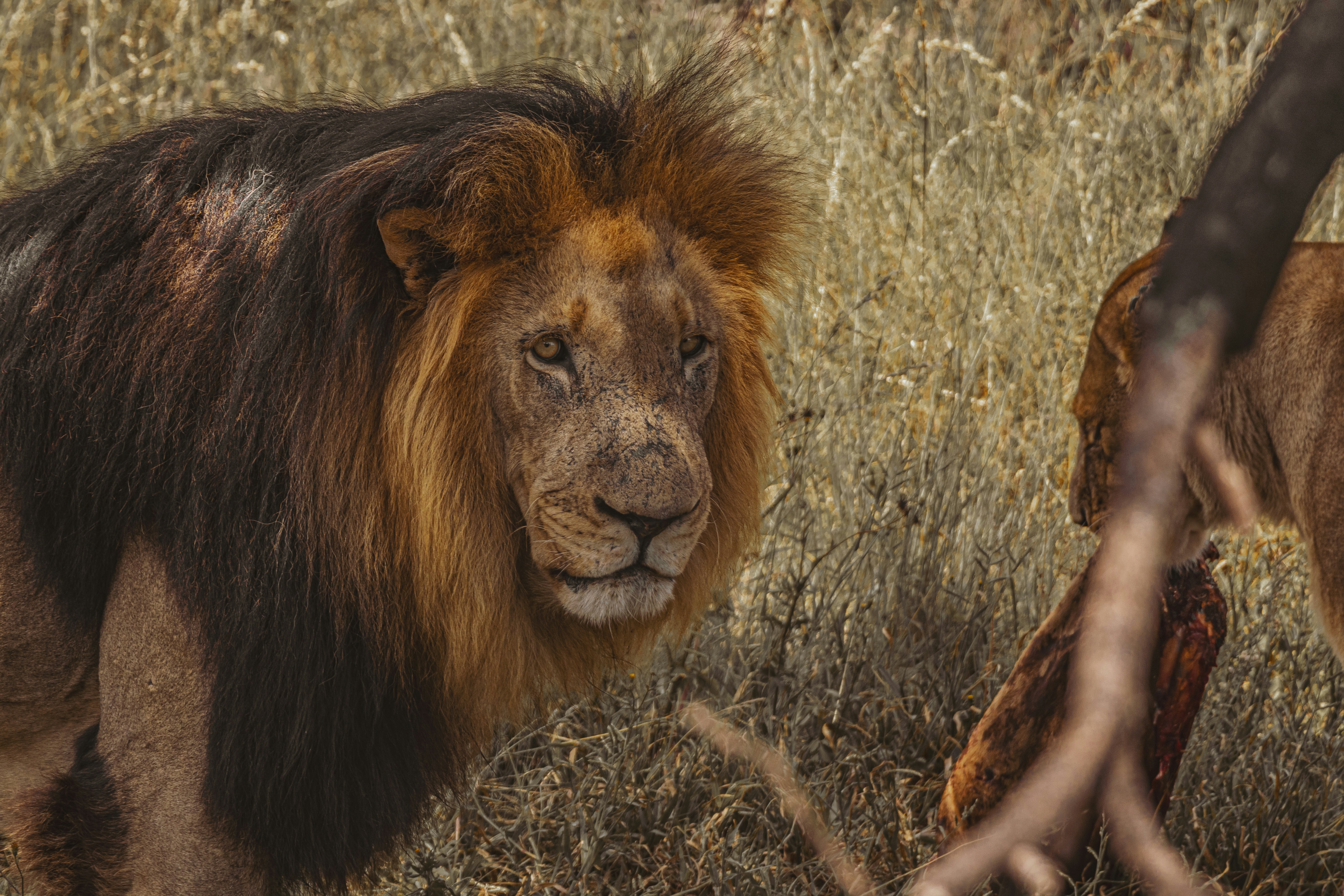 A couple of lions standing next to each other