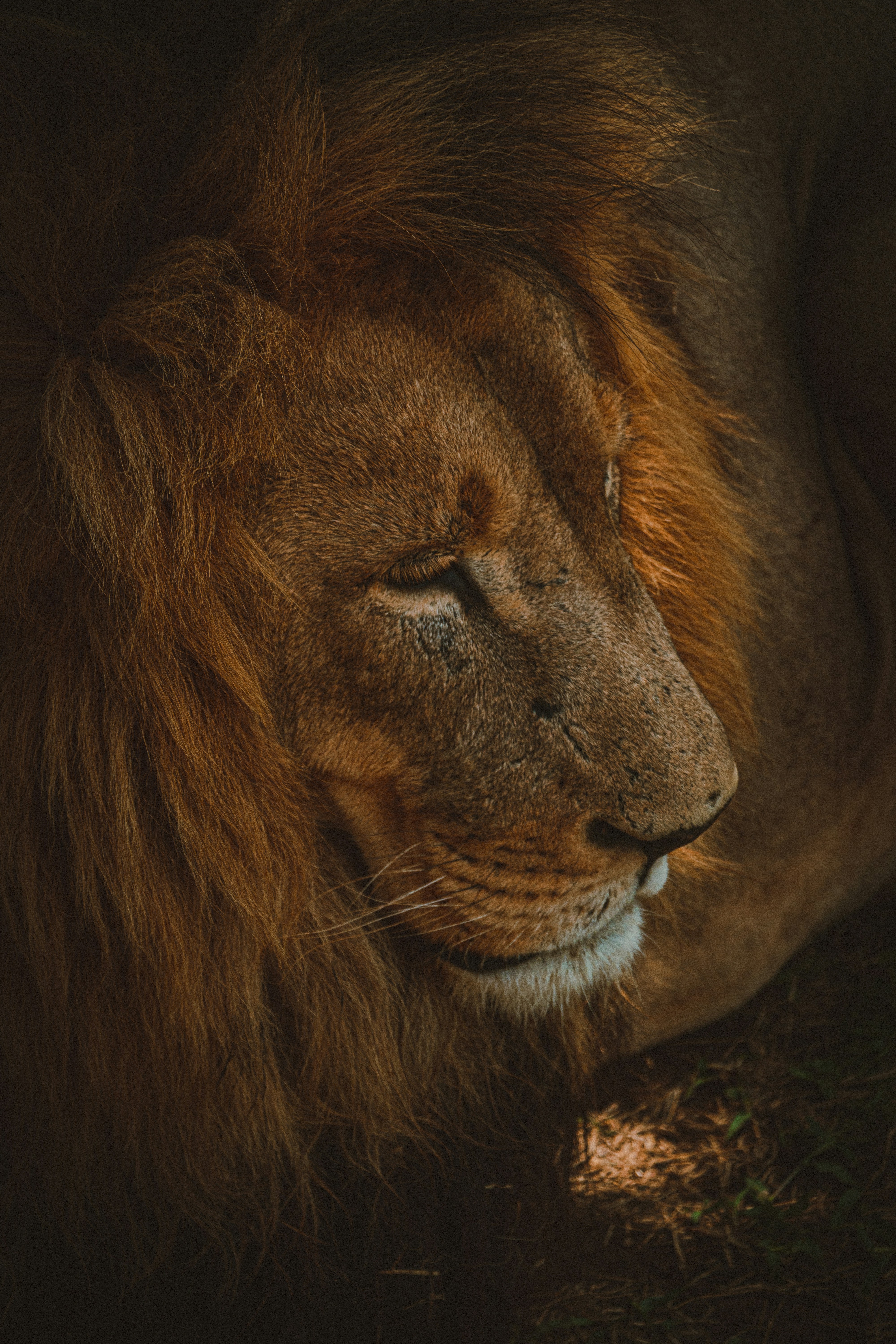 The Regal Respite: A Lion's Moment of Reflection