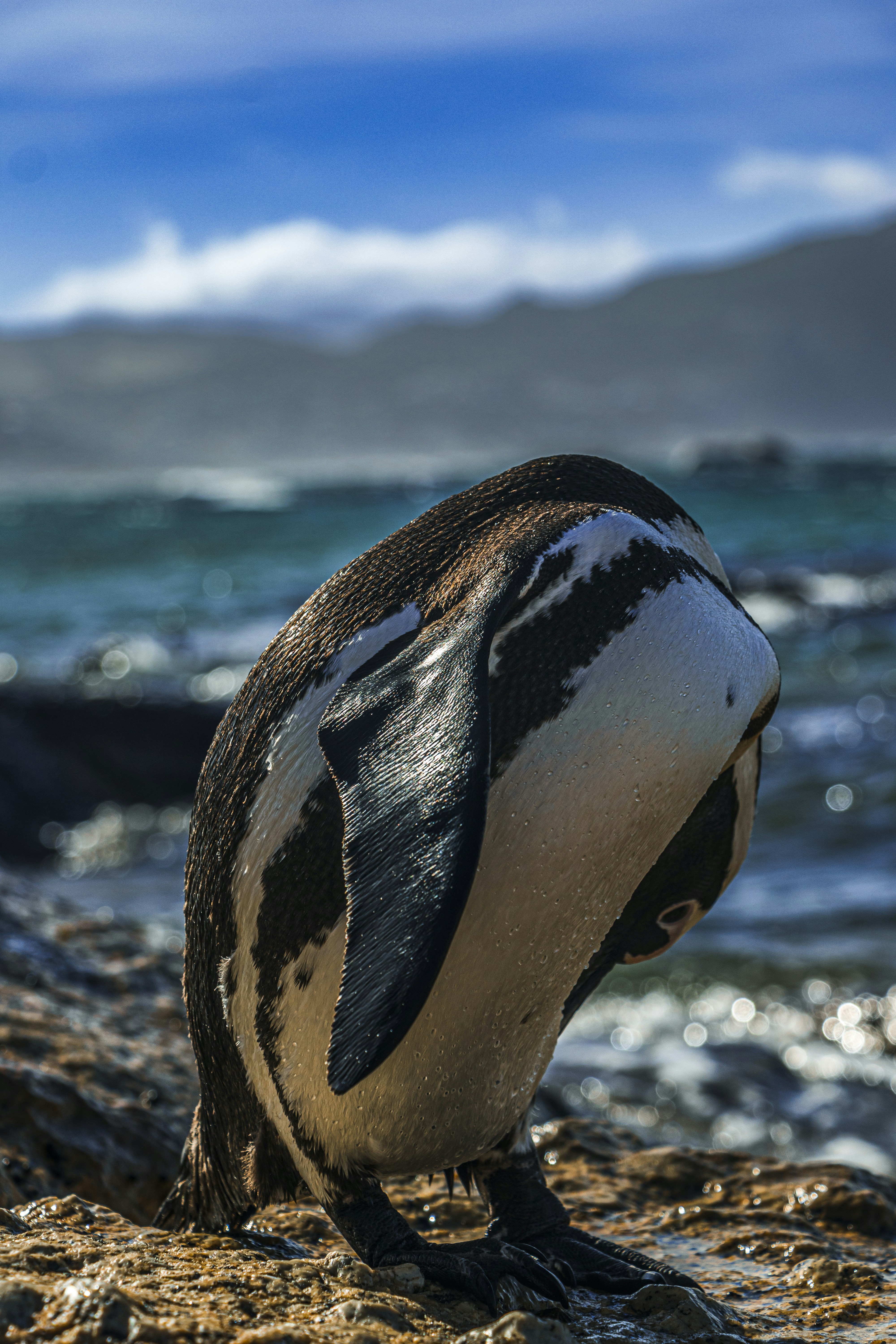 Curved Contours: A Penguin Perched on the Tidal Edge