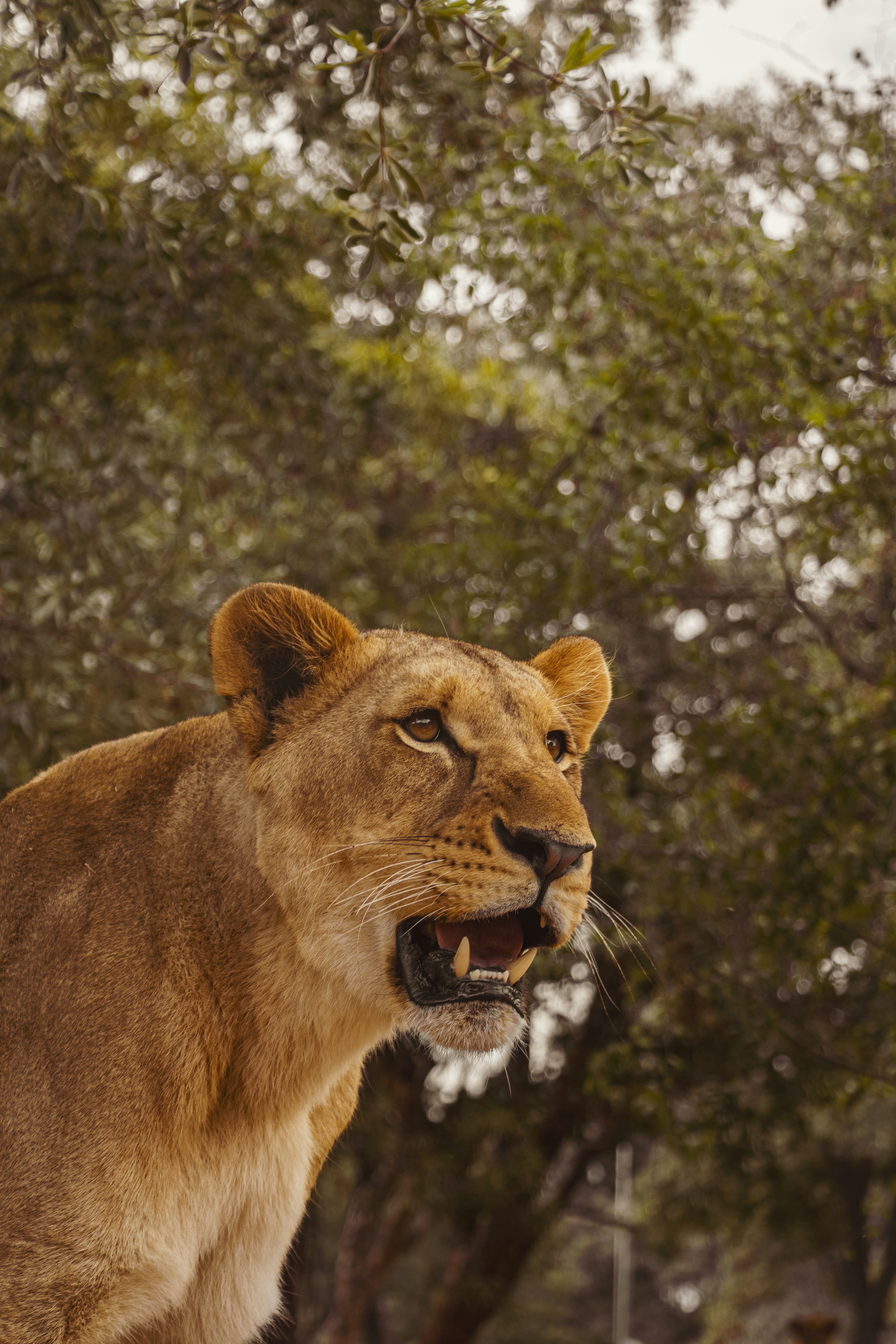 Lion And Lioness Pictures | Download Free Images on Unsplash
