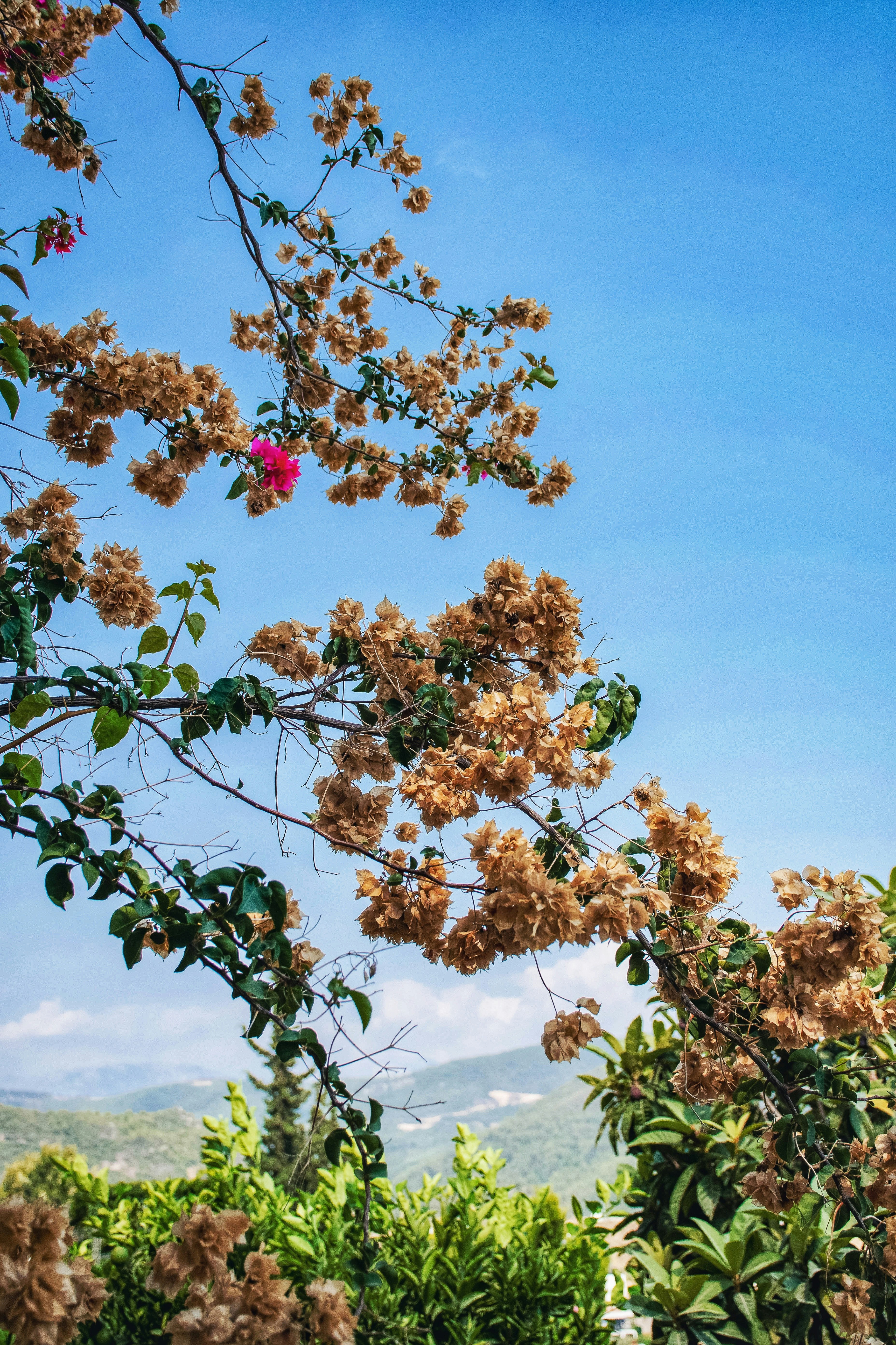 Bronze blossoms tracing a diagonal under a cobalt sky