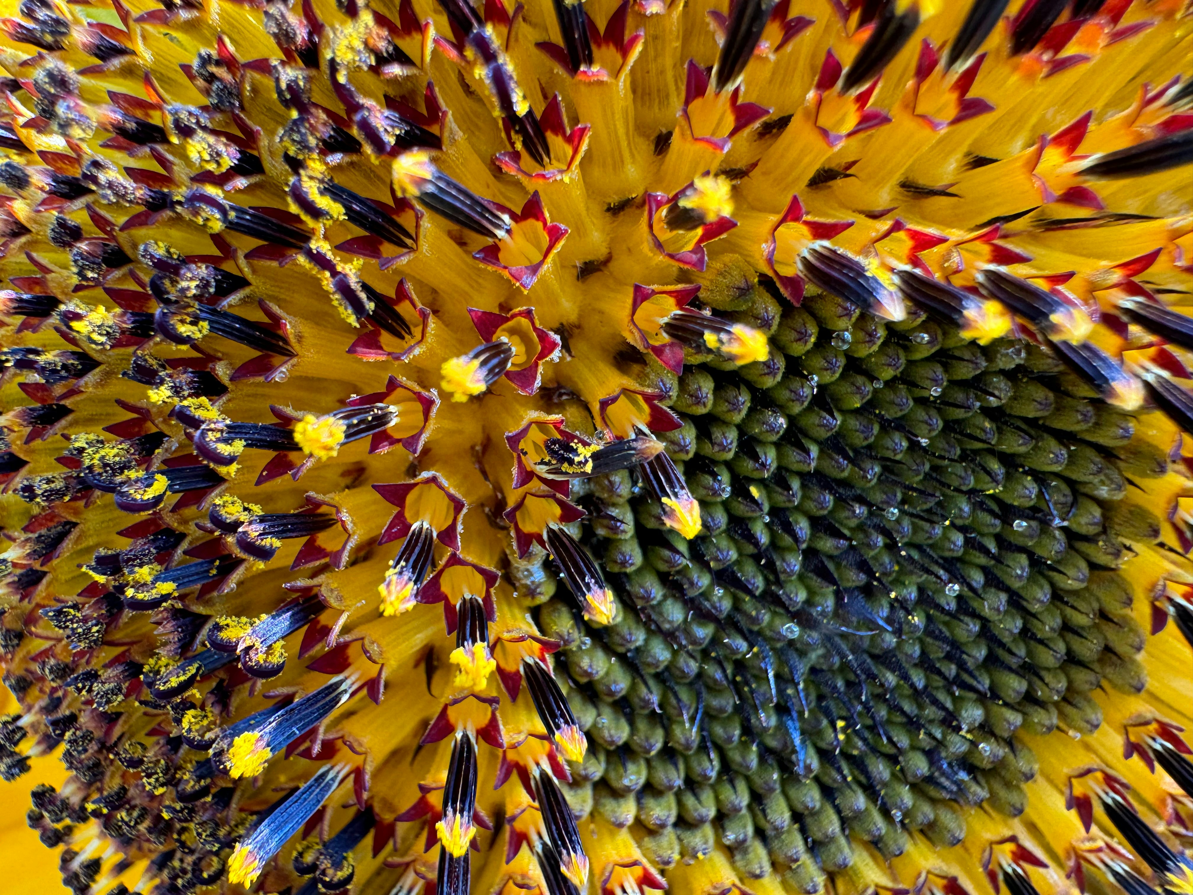Sunburst Spiral: A Macro Journey into a Sunflower’s Reign of Color