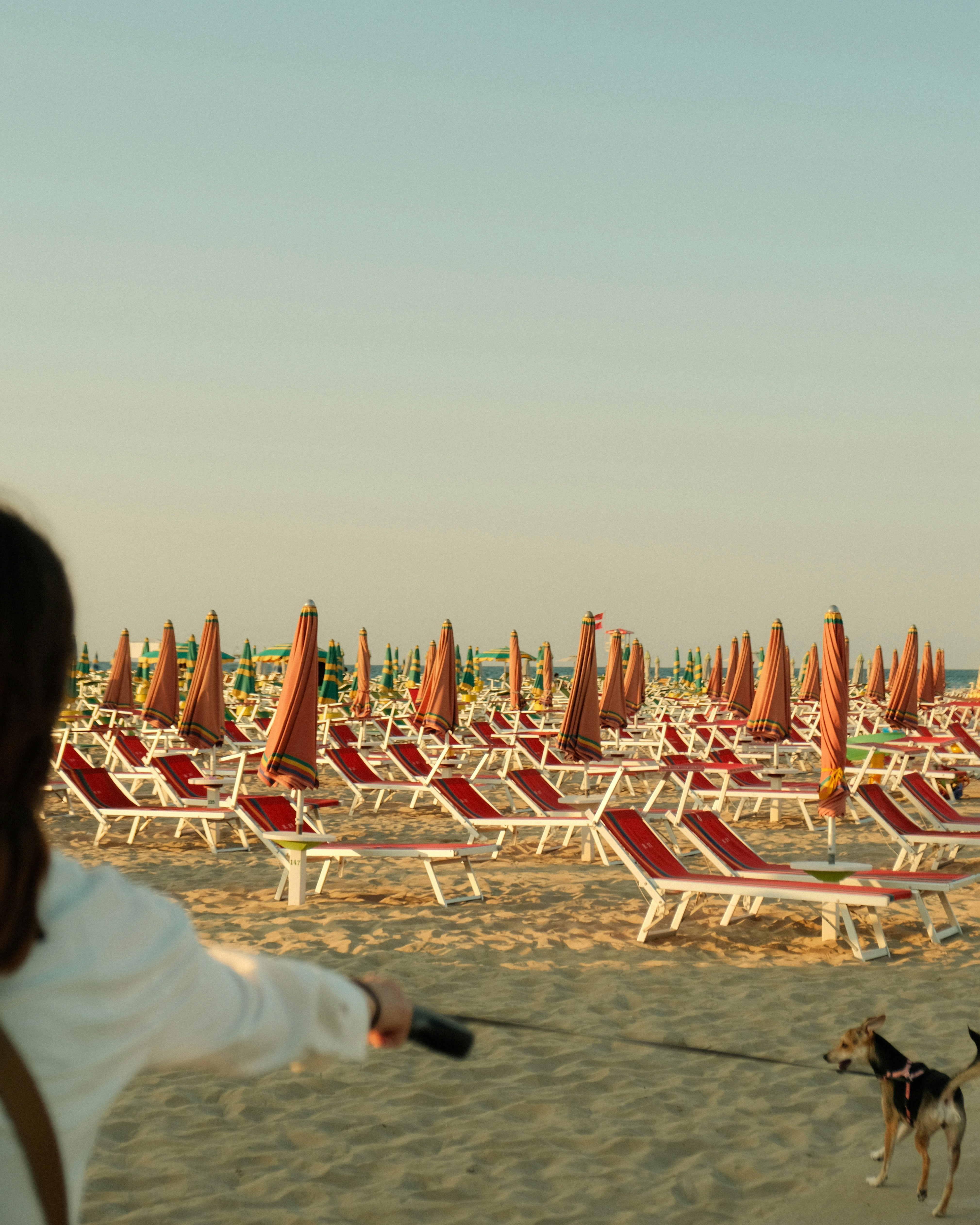 Leashed Journey: A Quiet Corner of the Sunlit Beach