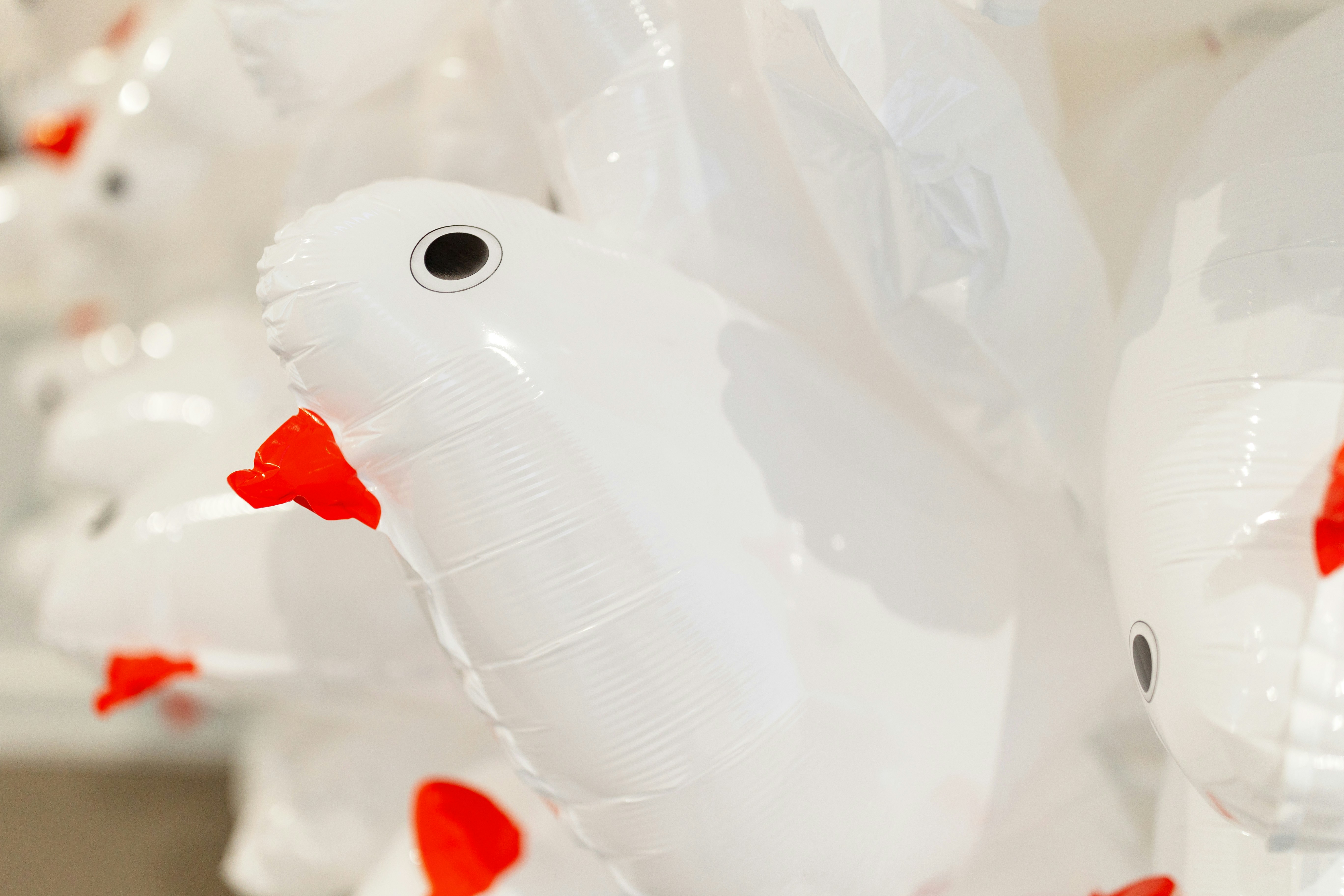 Floating Snowy Pals: A Row of Inflatable Geese in a Bright Shallow Field