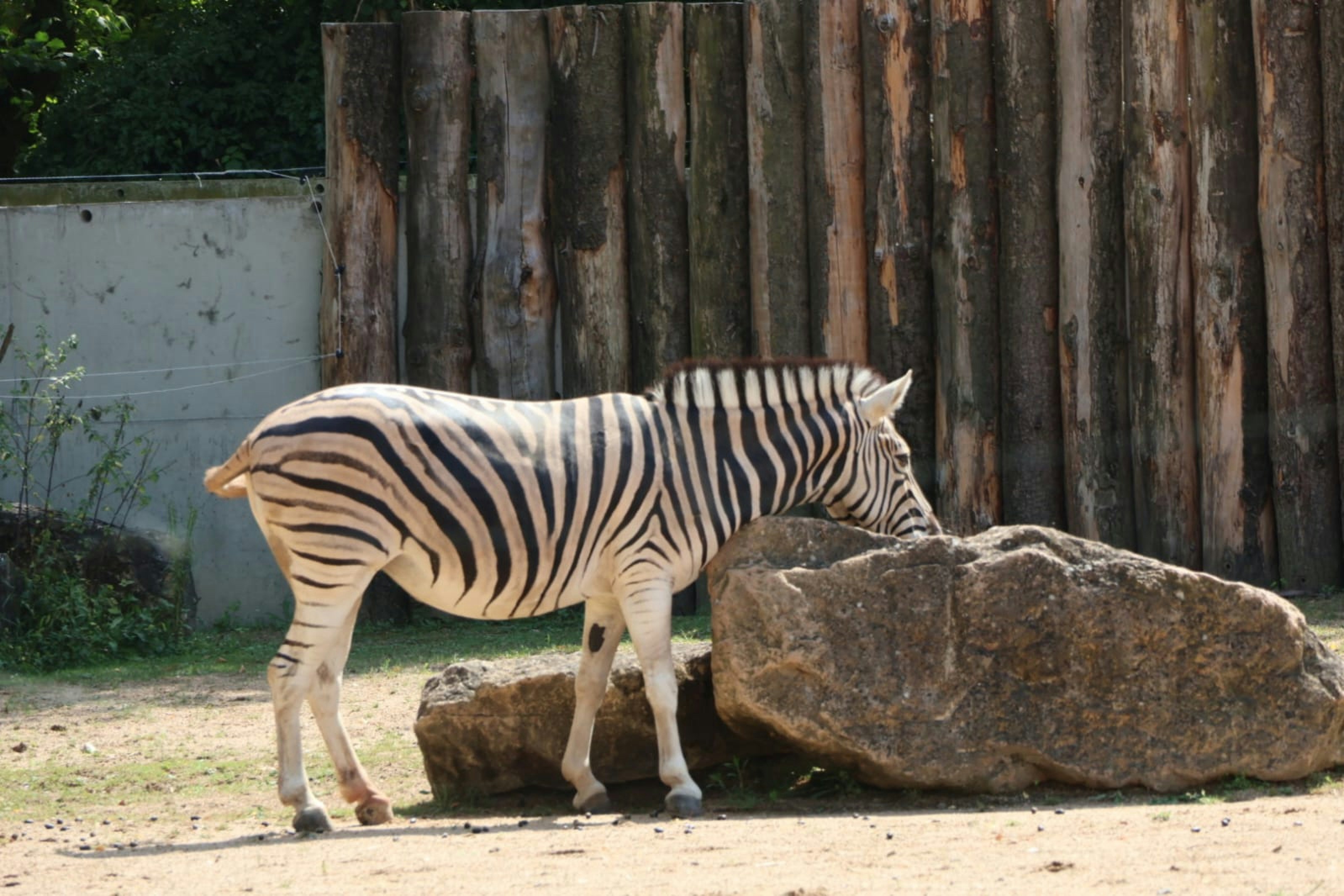 A zebra standing next to a large rock photo – Free Touroparc zoo Image ...