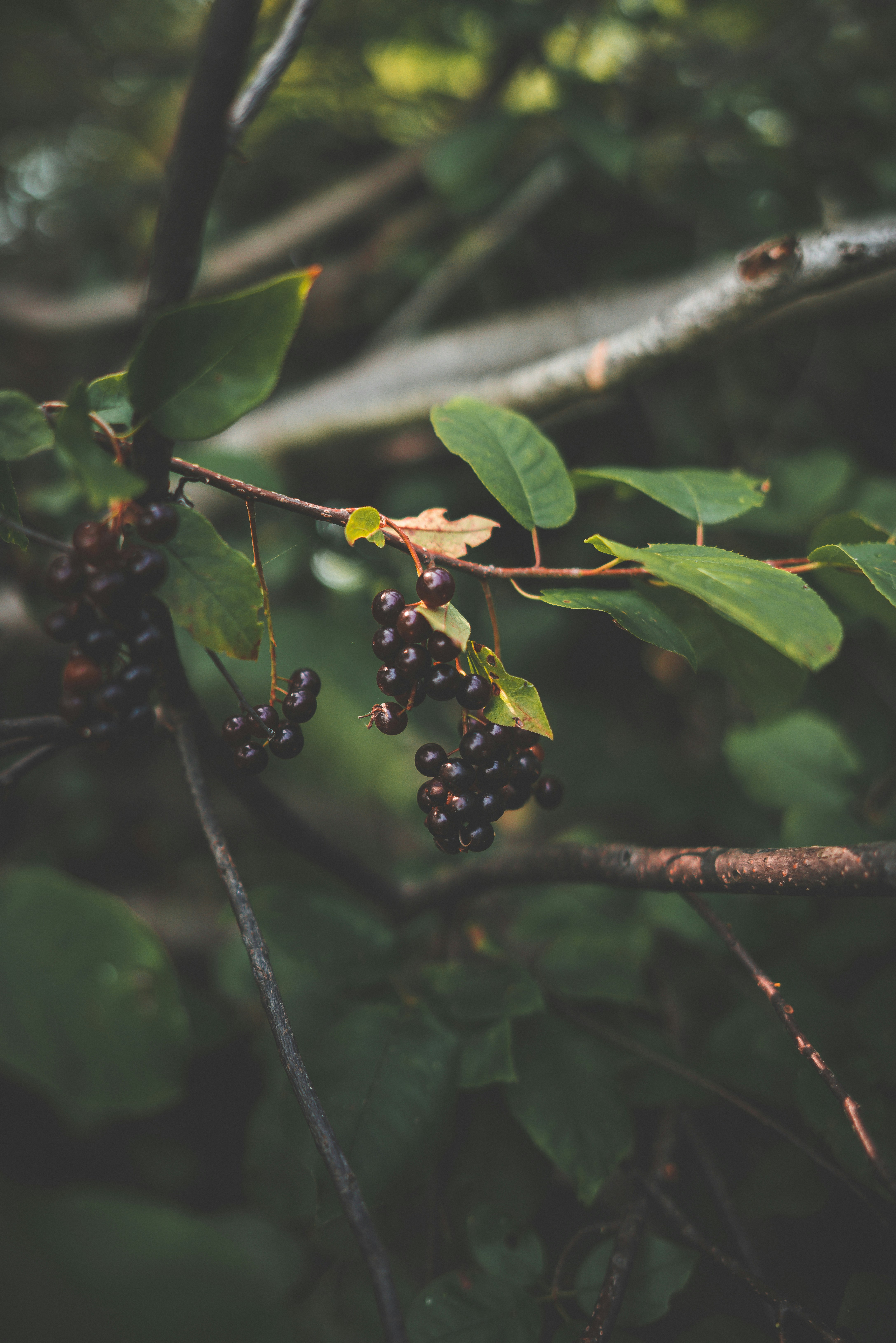 Shadow Berries in Dappled Light: A Forest Macro Portrait