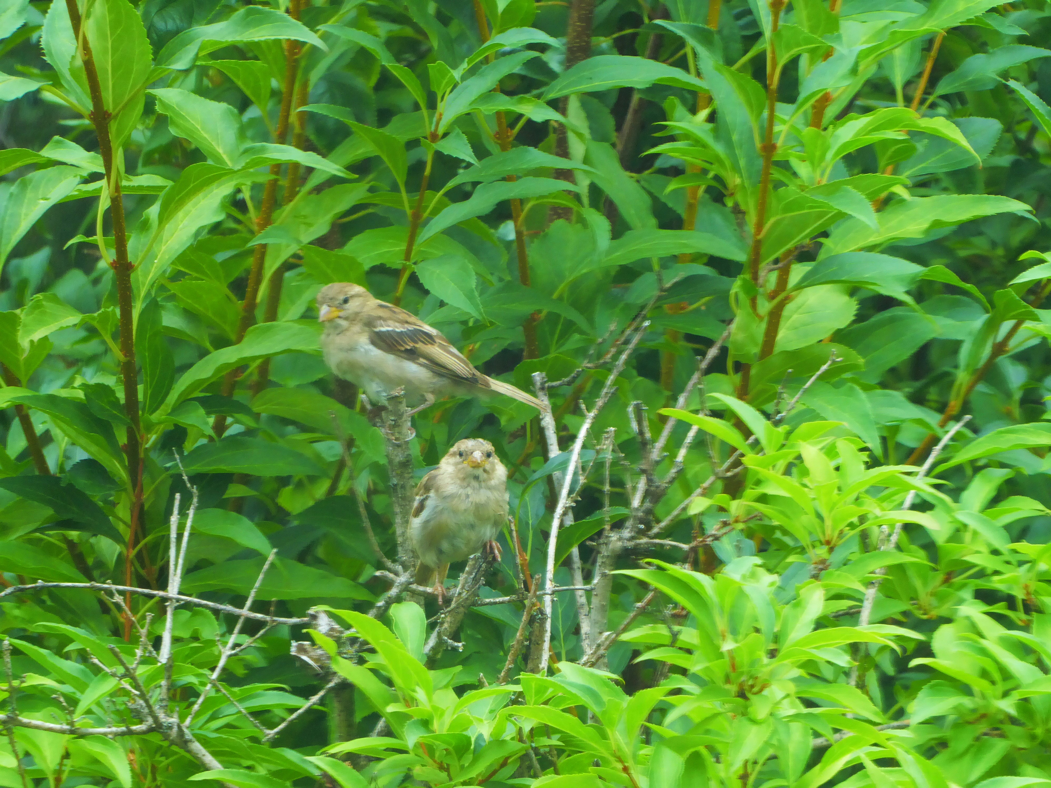 Verdant Perch: Two Songbirds Among Fresh Spring Foliage