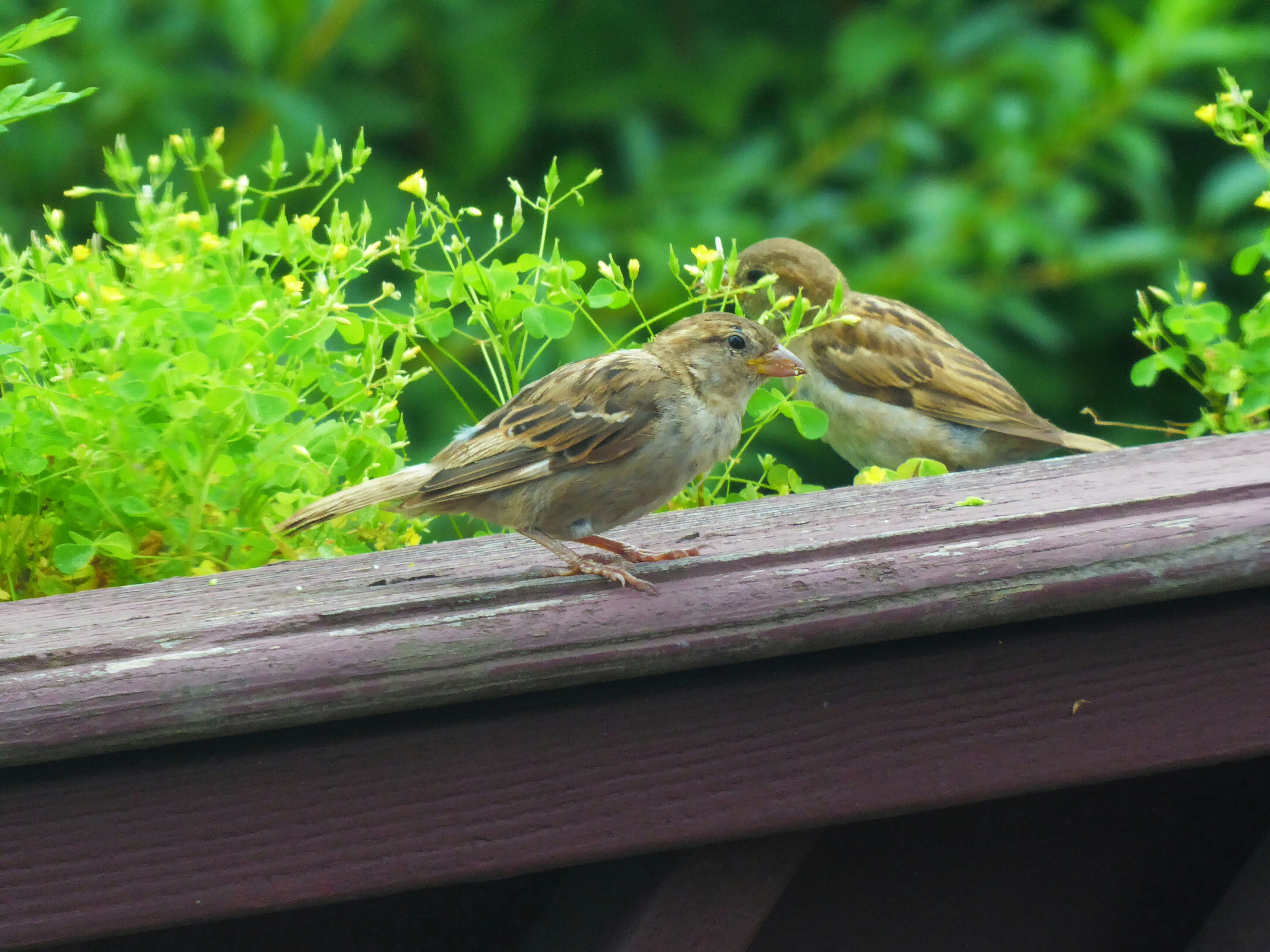 Two House Sparrows Perched on a Weathered Rail, Framed by Lush Greenery