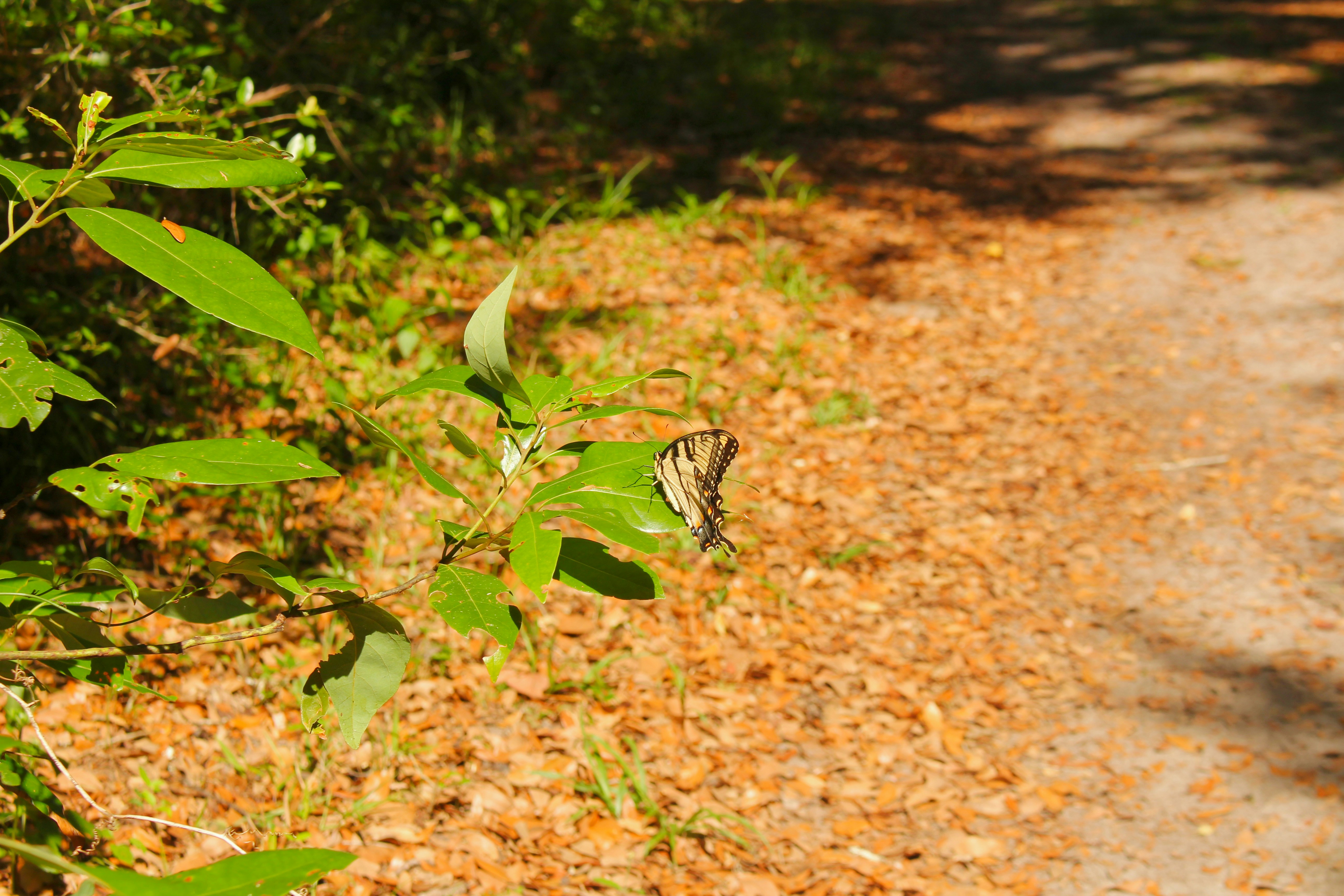 Swallowtail Pause on a Leafy Verge Along a Sunlit Path