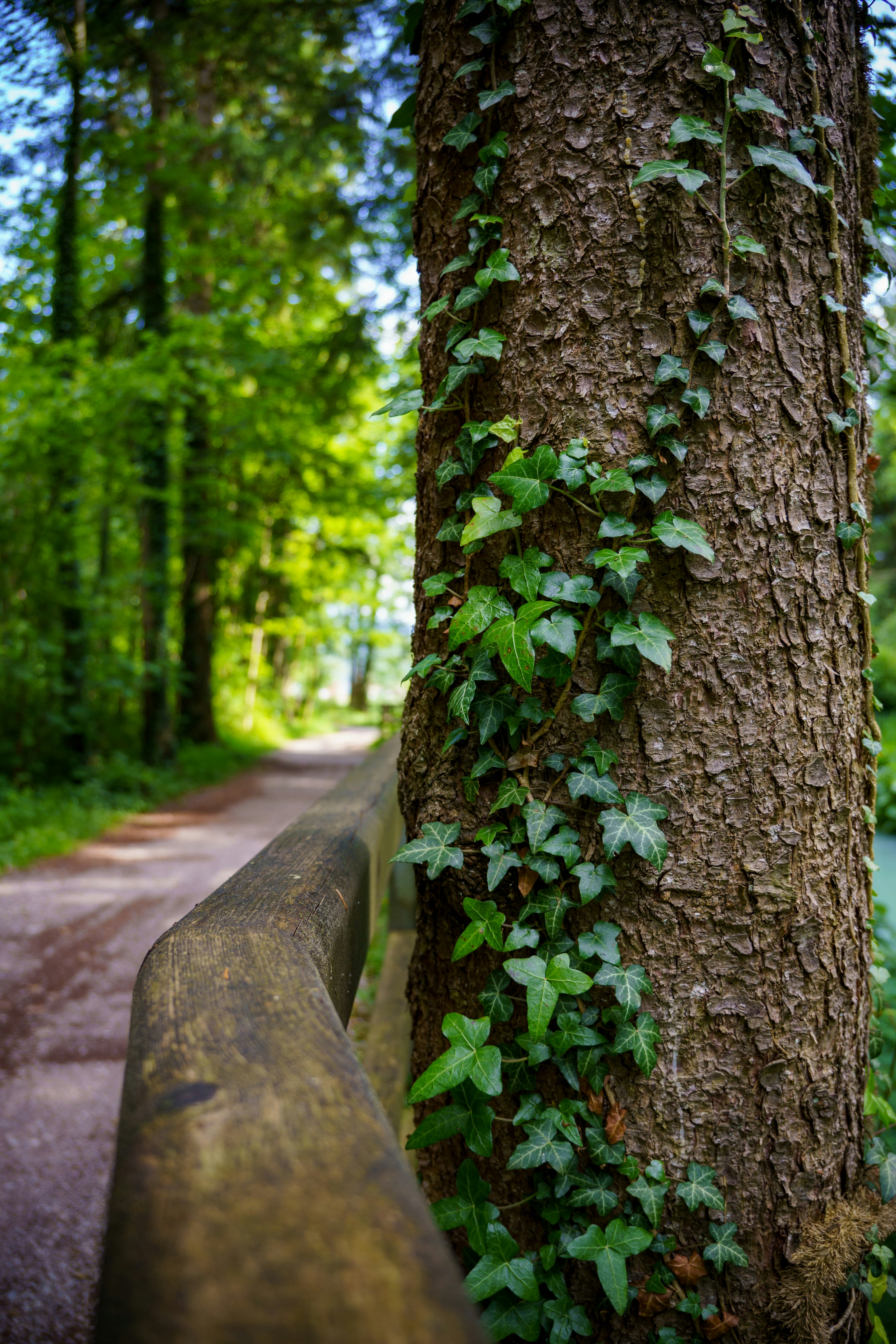 A tree with vines growing on it next to a road photo – Free Mountain ...