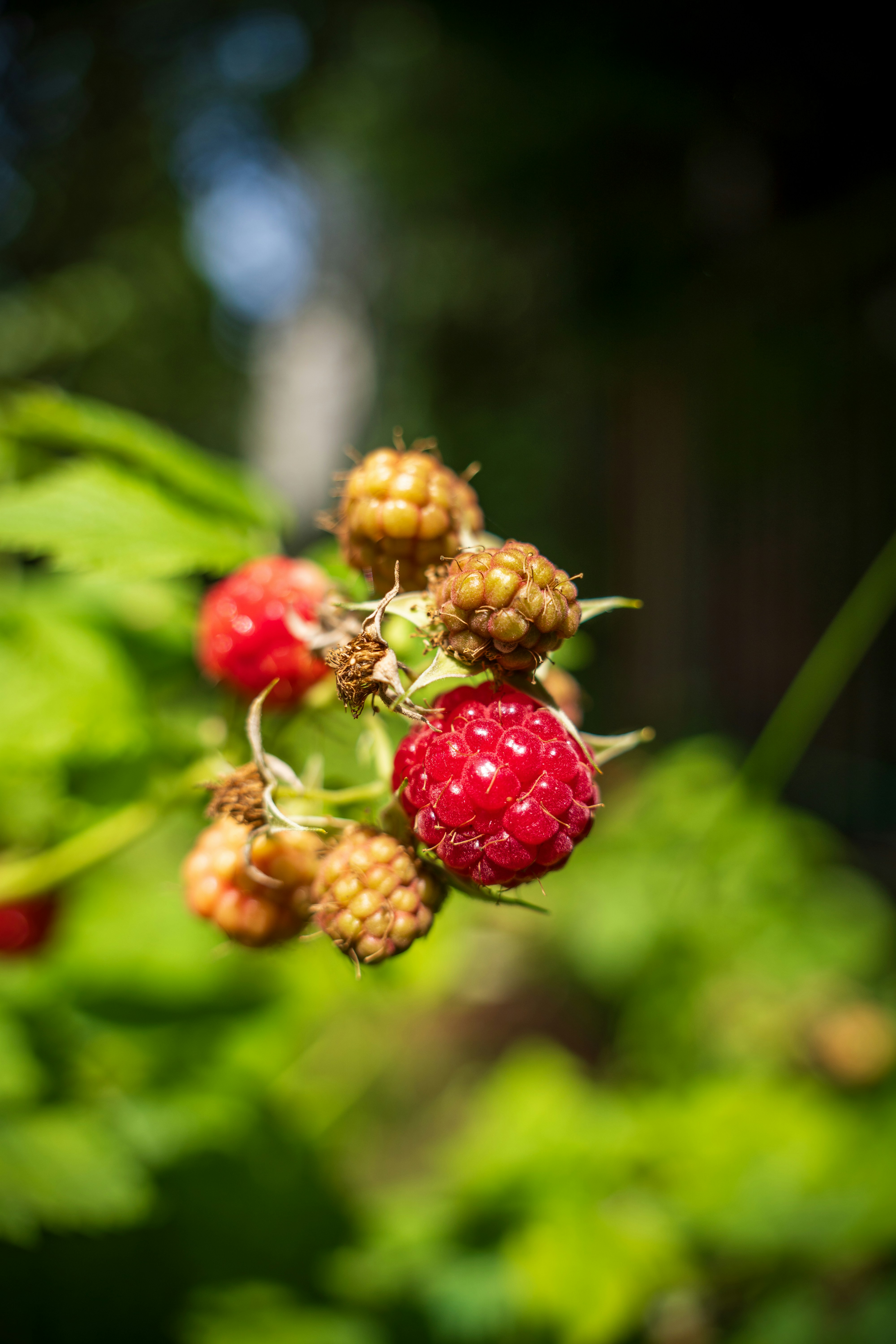 A bunch of raspberries hanging from a tree photo – Free Vibrant berries ...