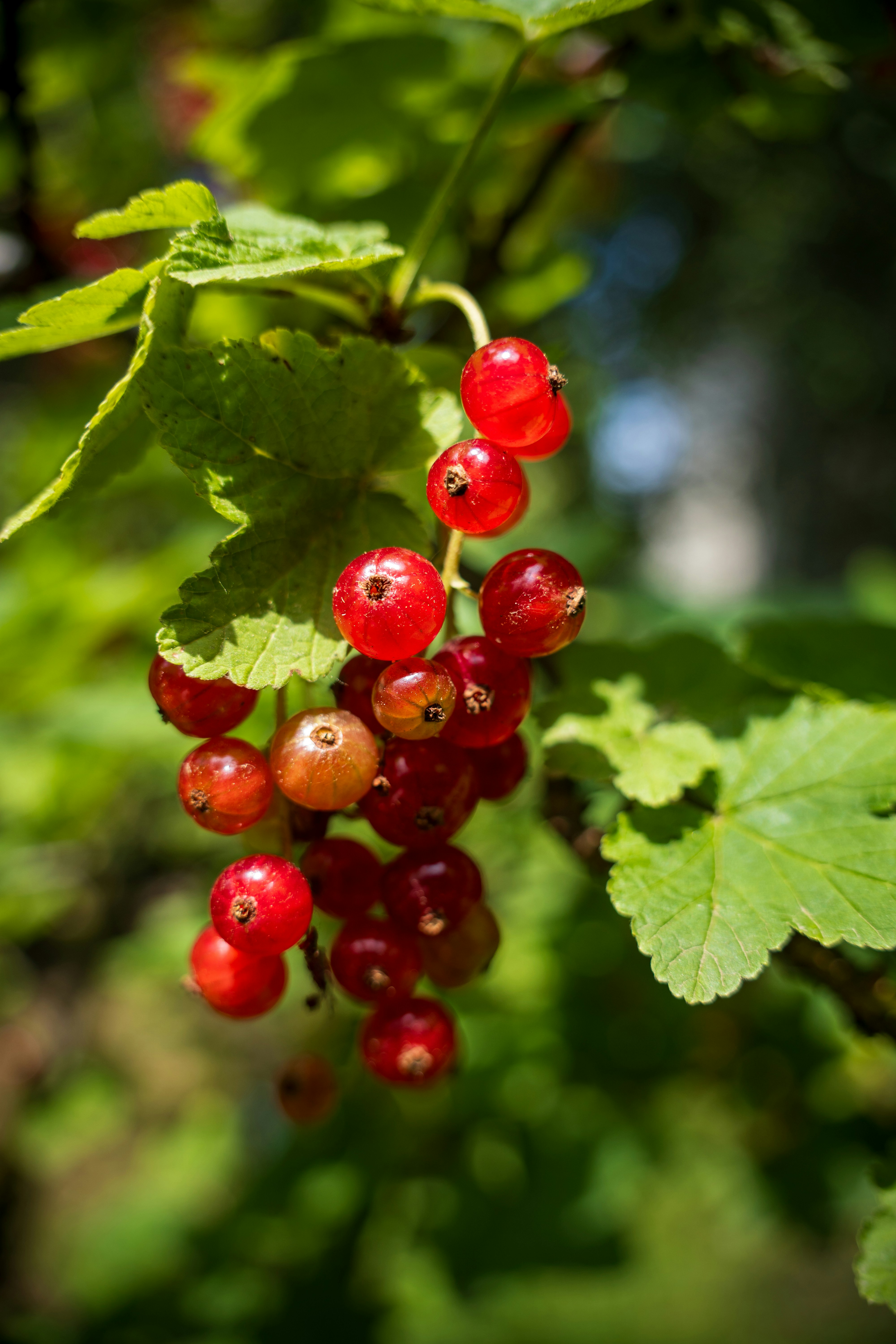 A bunch of red berries hanging from a tree photo – Free Vibrant berries ...