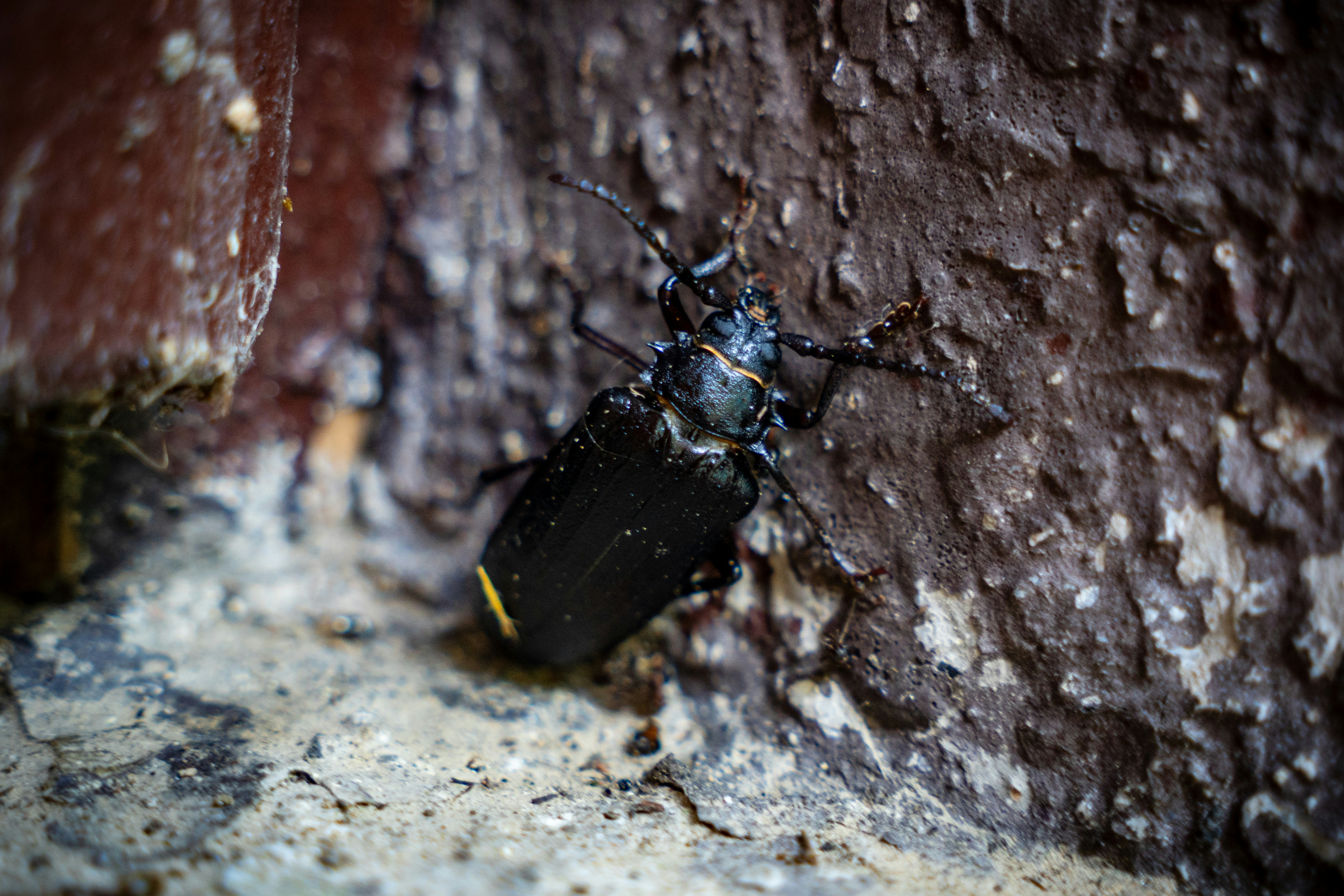 Un insecto arrastrándose por el costado de una pared foto – Imagen de ...