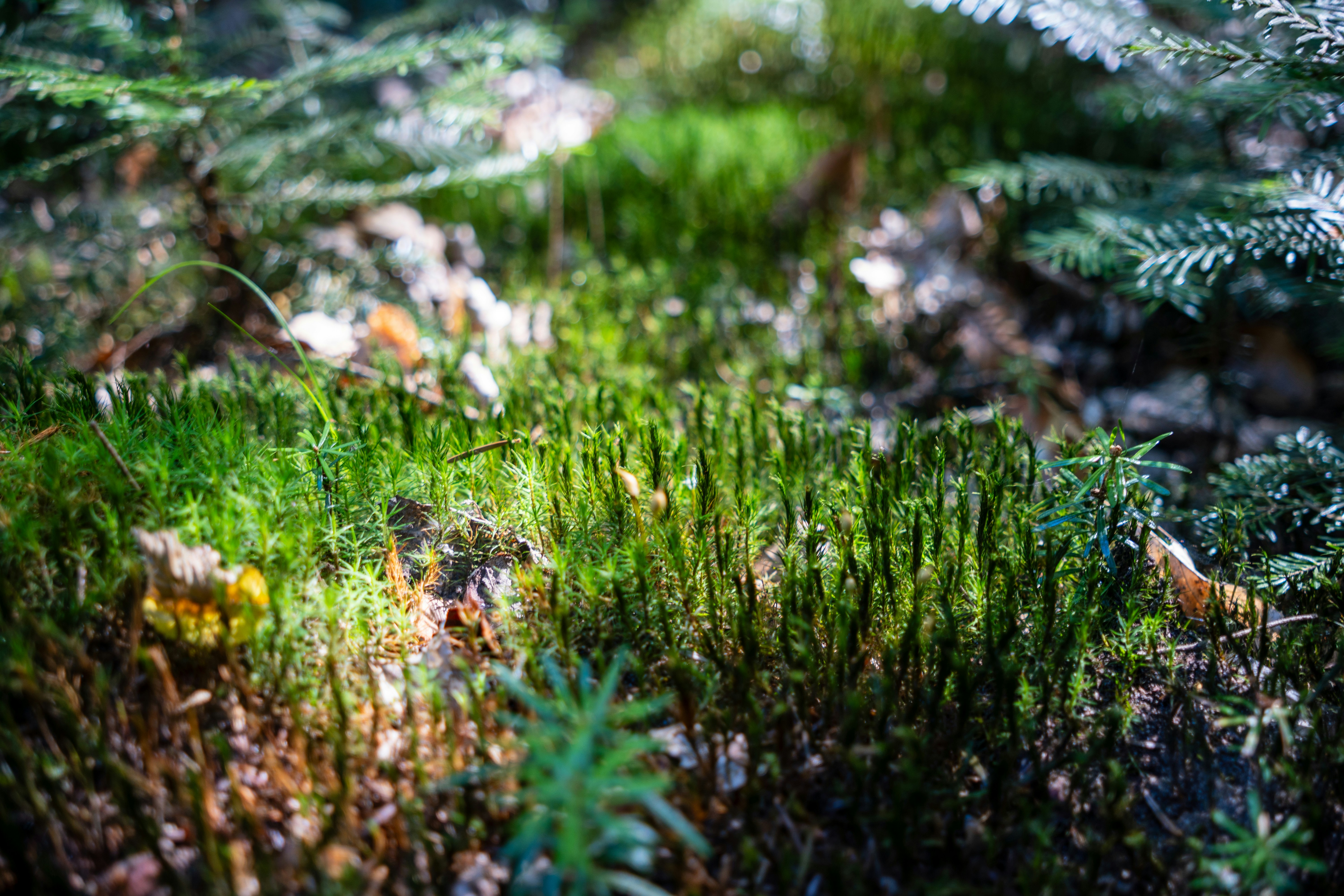 Foto Close-up sepetak rumput dan tanaman – Gambar Tekstur lumut Gratis ...