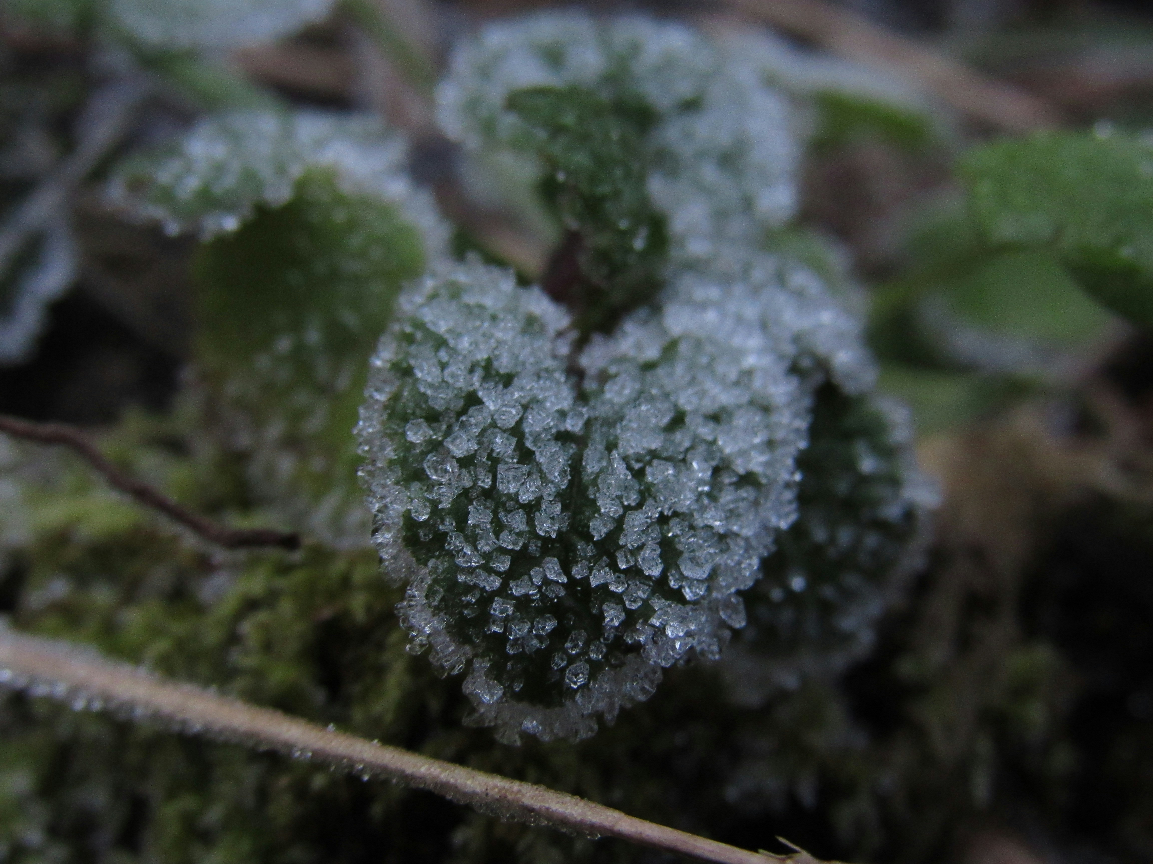 A close-up photo of a heart-shaped leaf covered in frost crystals. The leaf is a deep green color, contrasting beautifully with the icy white formations. The frost crystals appear delicate and intricate, resembling tiny snowflakes. The background is blurred, focusing attention on the intricate details of the frozen leaf.