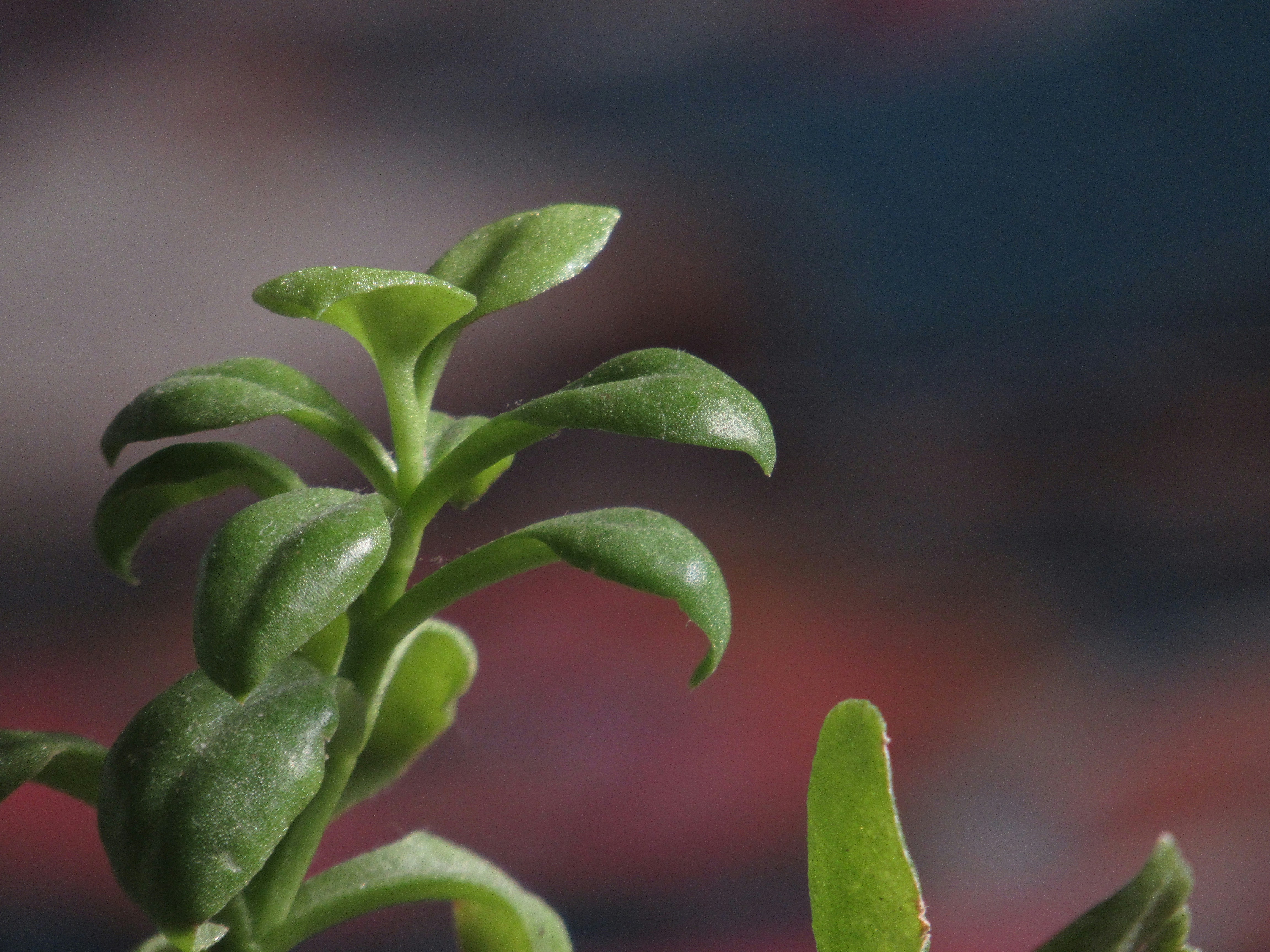 Tender Jade: Close-Up of a Succulent Seedling Emerging Against Velvet Blur