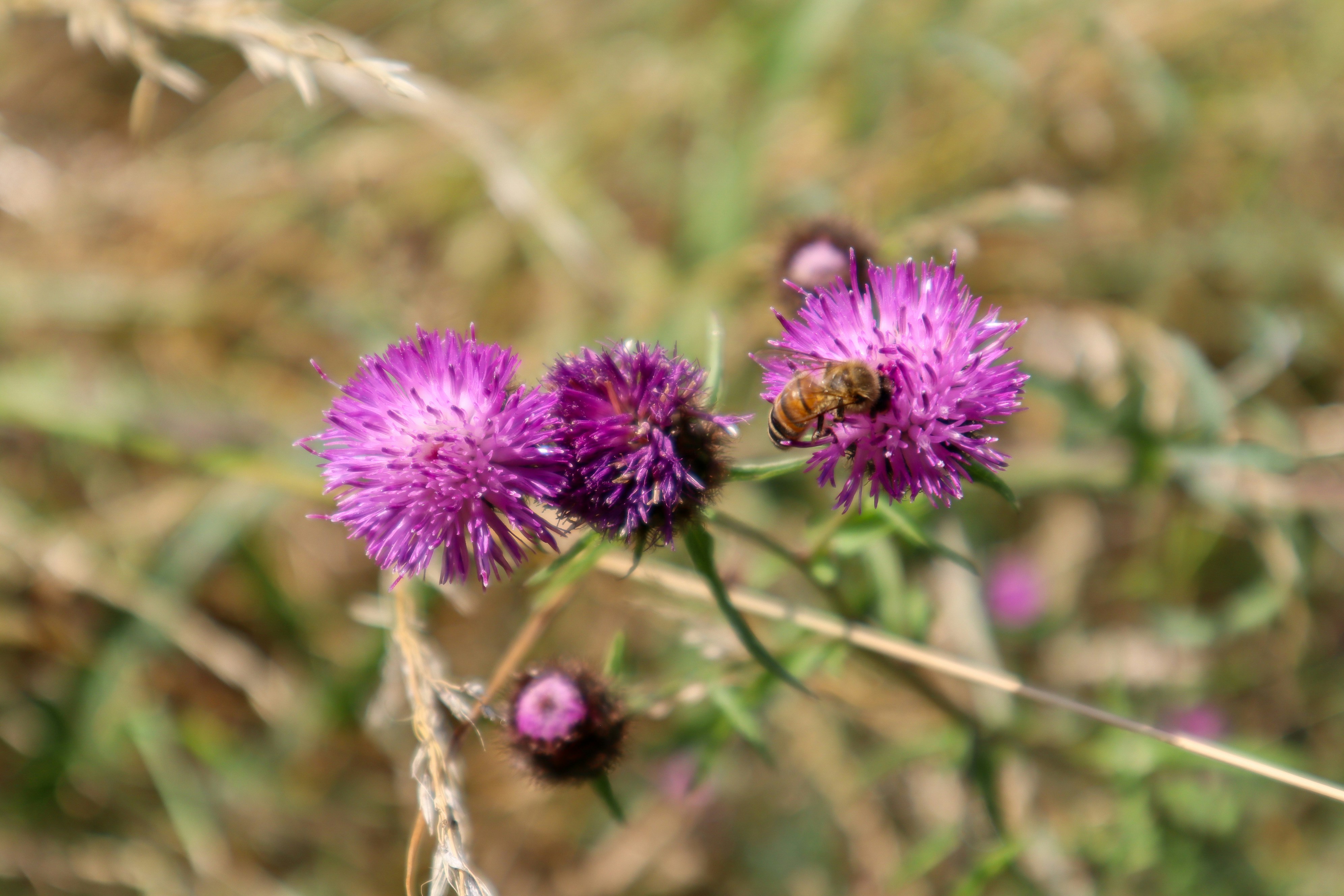 Bee on a Crowned Purple Thistle in a Sunlit Field