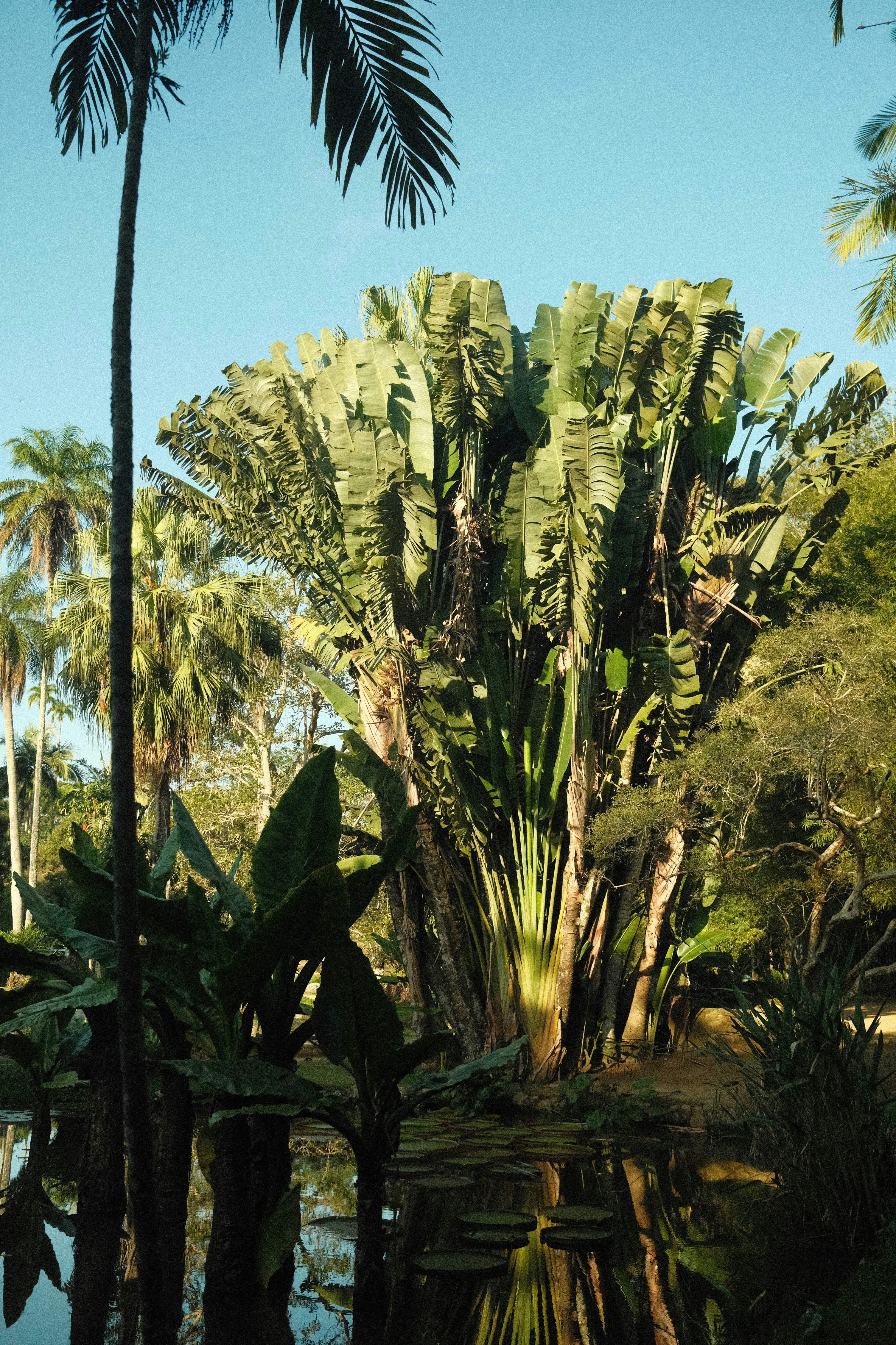 Sunlit Emerald Canopy Over a Quiet Pool