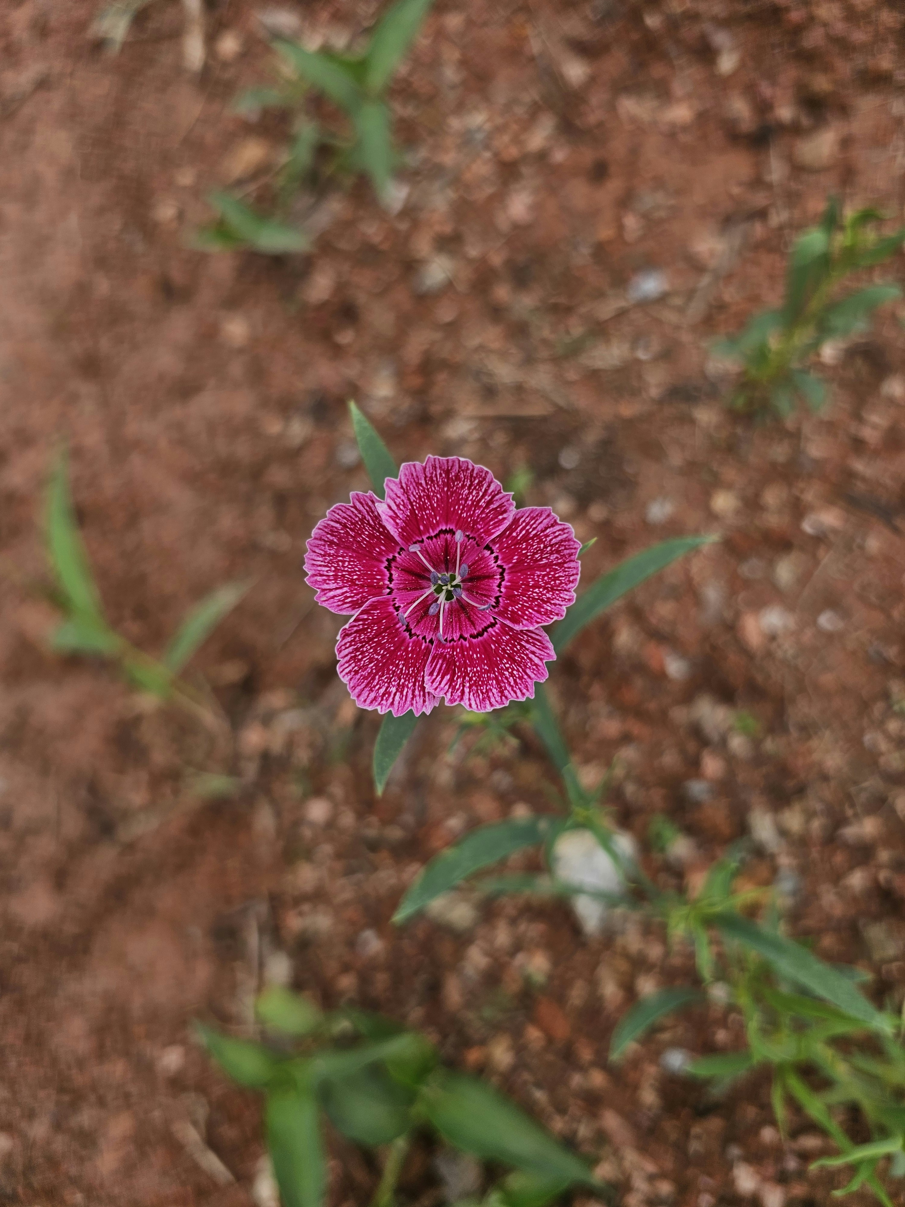 Crimson Dianthus: A Macro Portrait Amid Red Soil