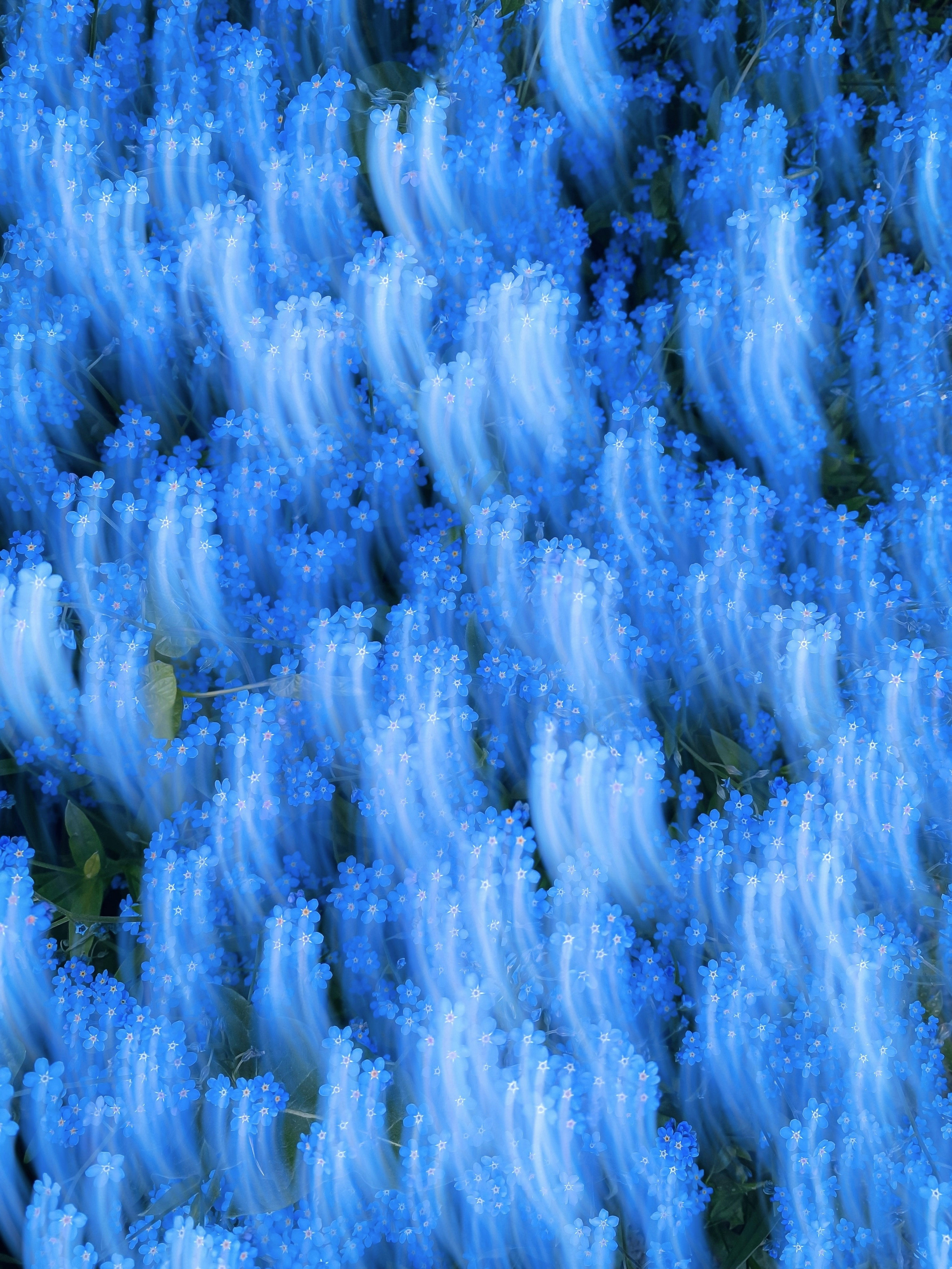 Blue Flower Background Pictures | Download Free Images on Unsplash