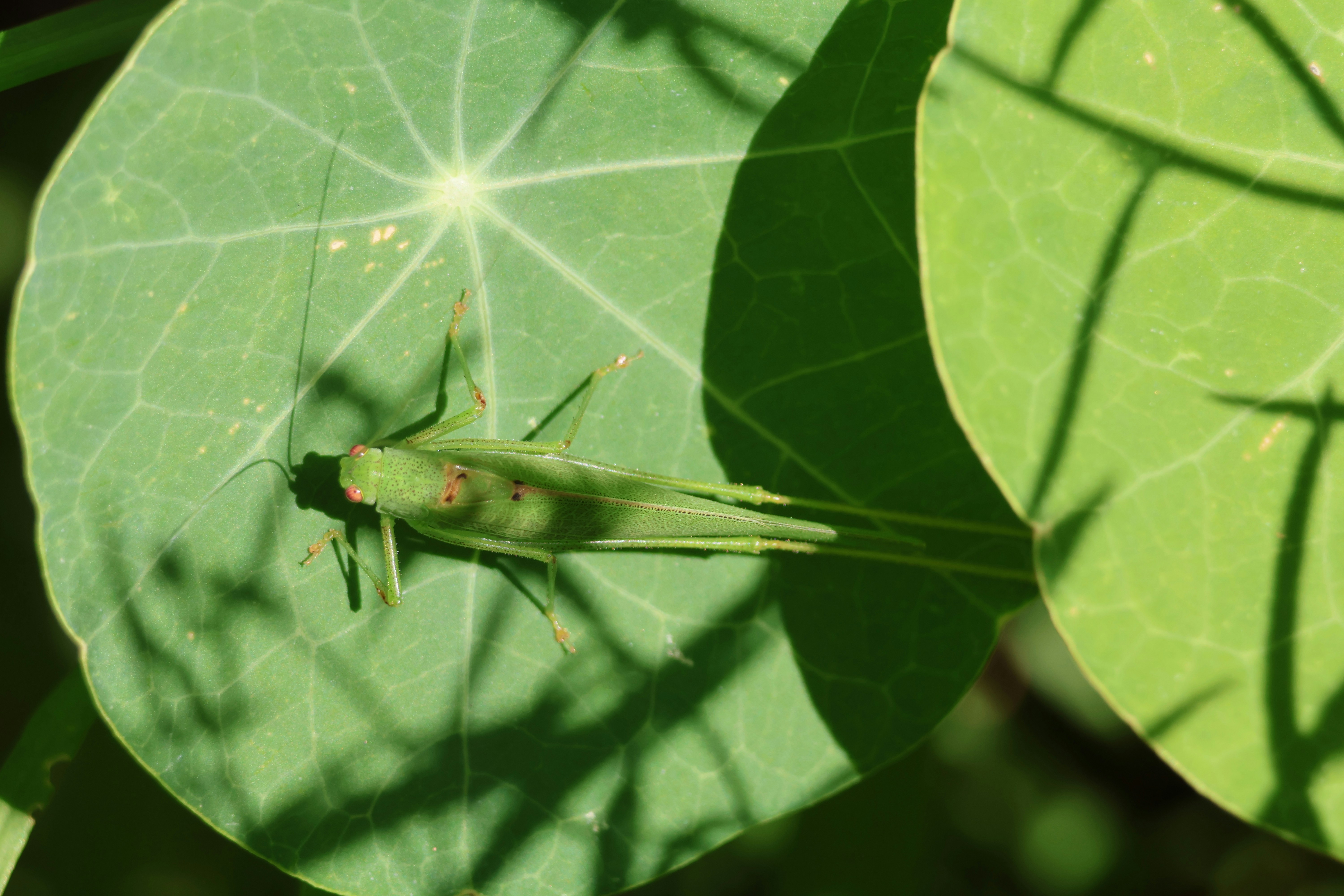 Emerald Grasshopper on a Sunlit Leaf: A Micro Moment of Camouflage