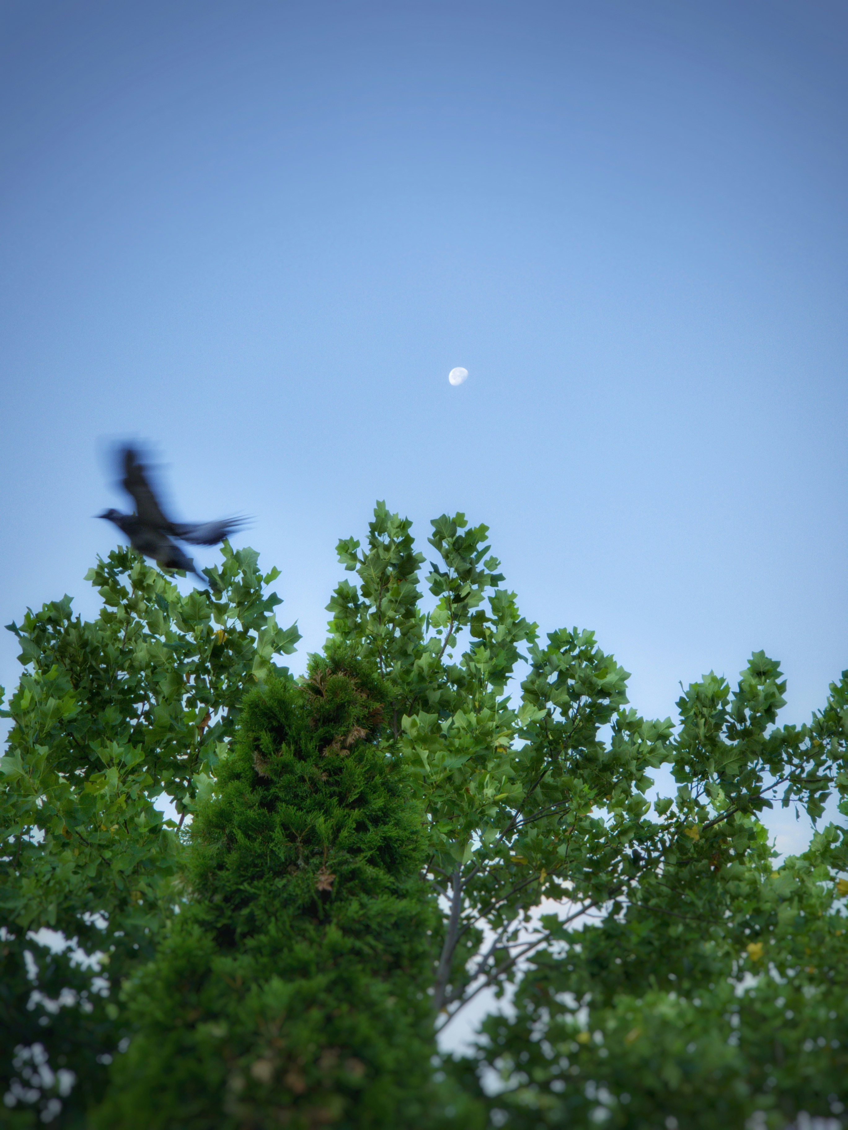 Moonlight over the Canopy: a blur of flight beneath a cerulean sky