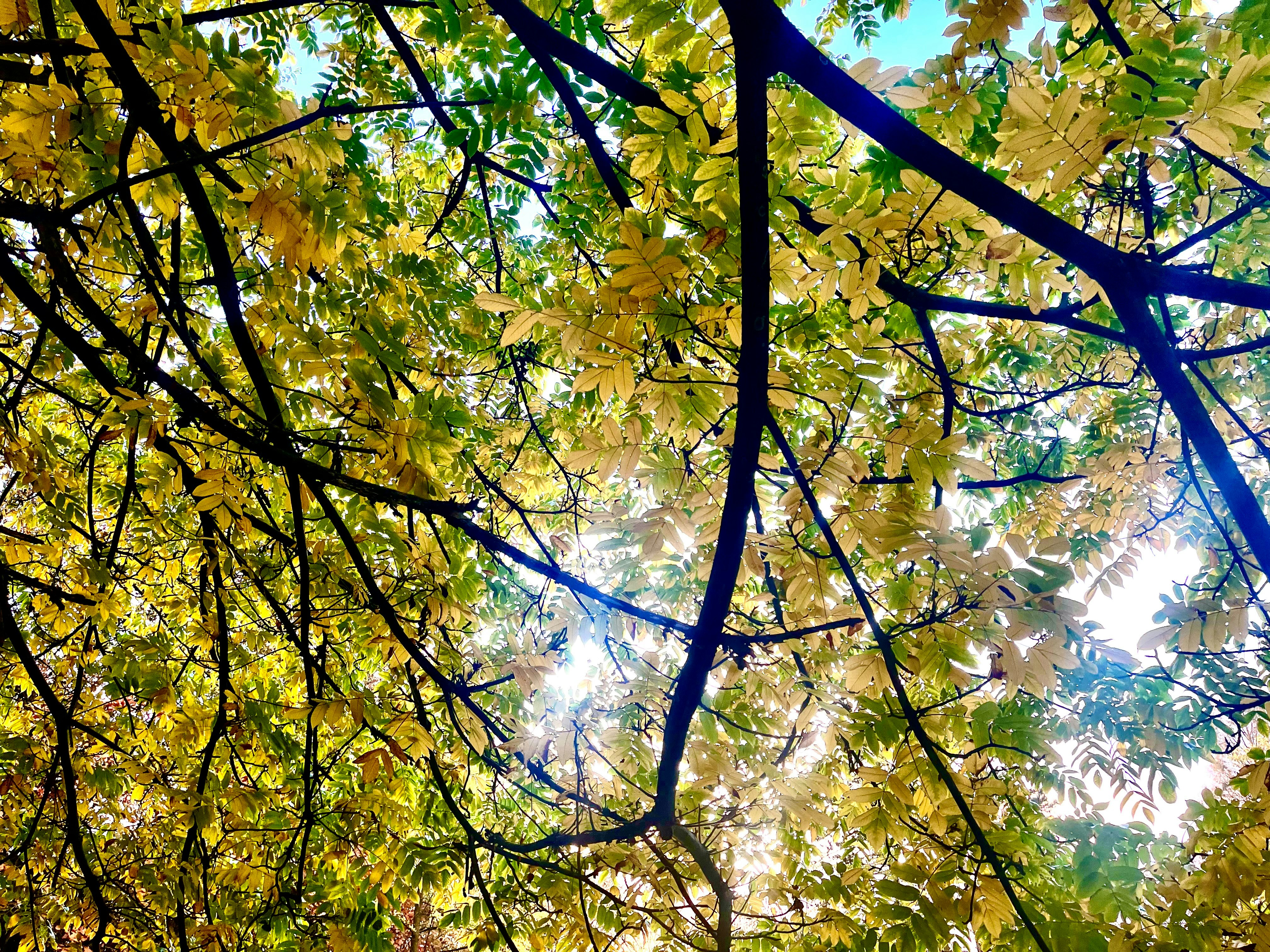 Sunlight filtering through vibrant yellow leaves and dark branches in a forest canopy.