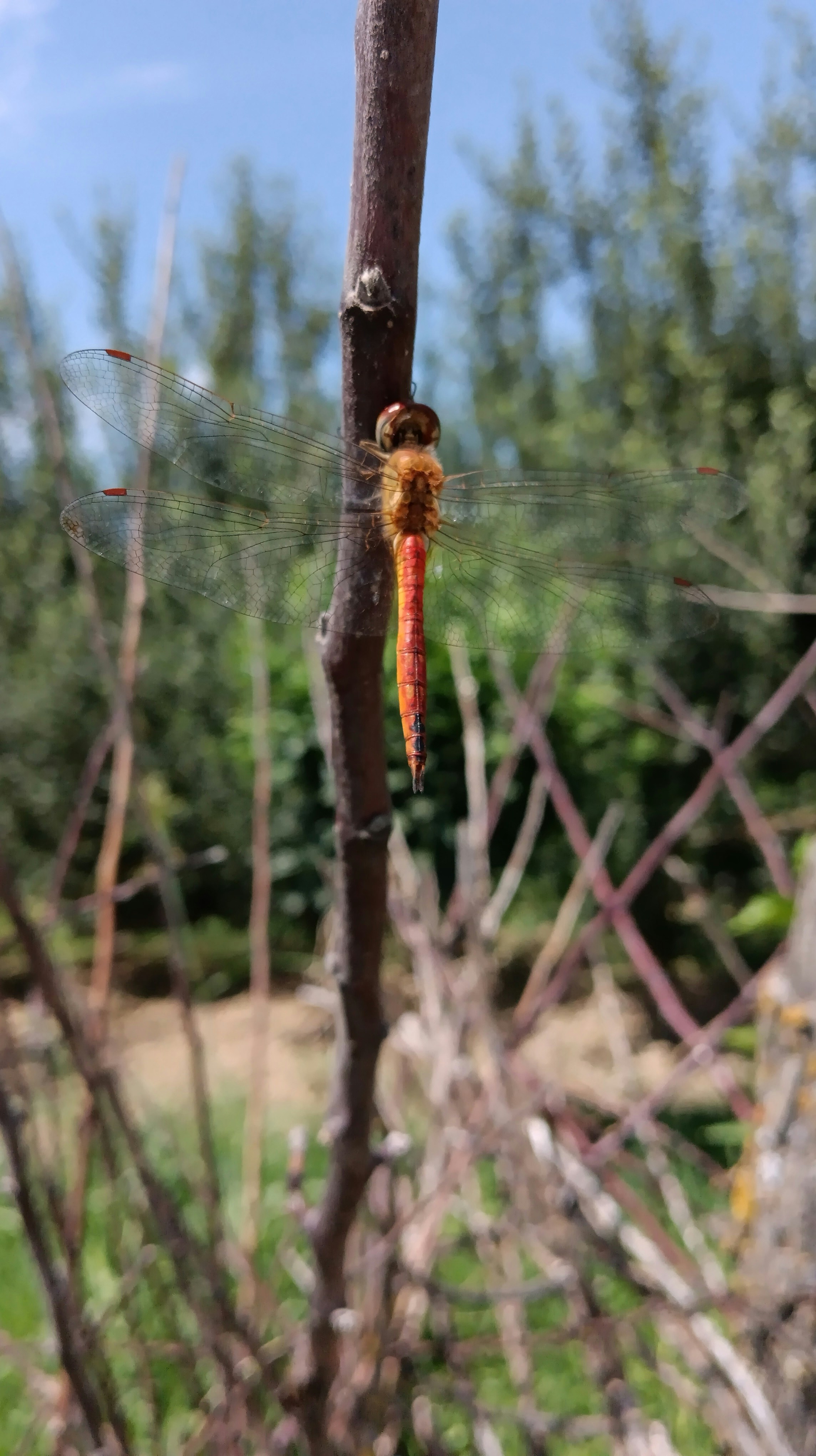 Vibrant Dragonfly Clings to a Narrow Branch under Bright Sky
